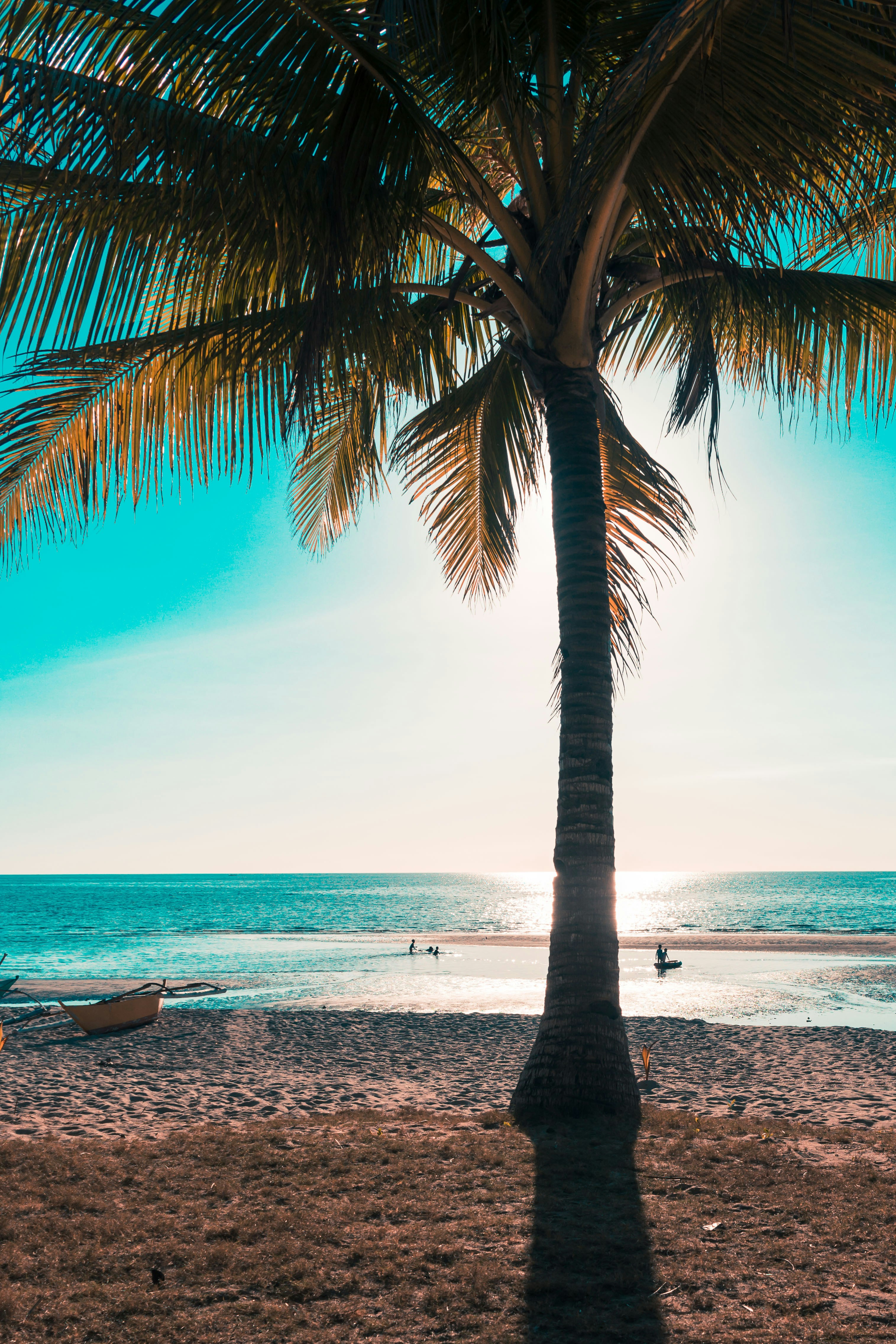 Coconut tree near sea photo – Free Sea Image on Unsplash