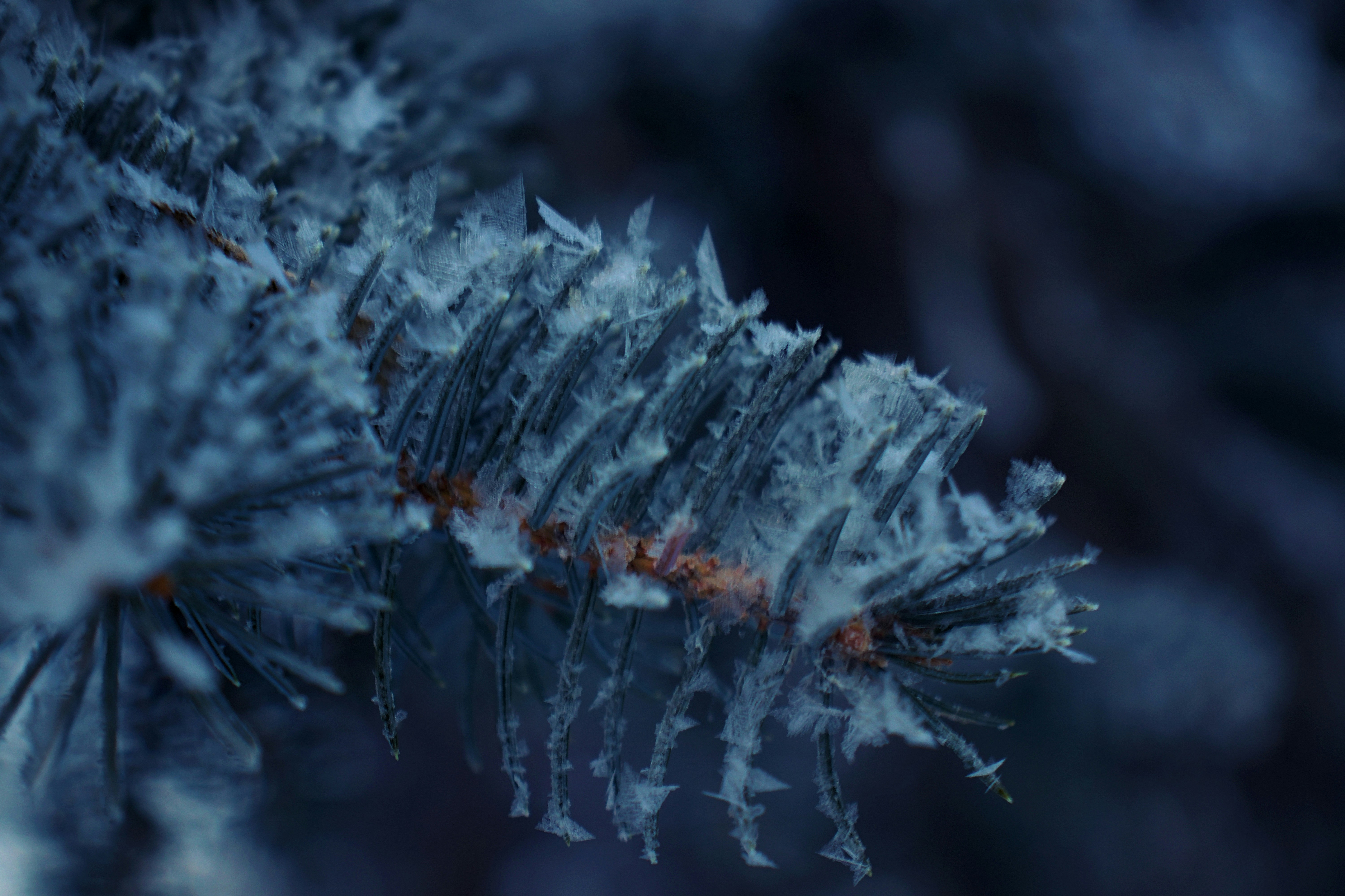 Blue Frost on a Needle: Crystalline Geometry in Quiet Light