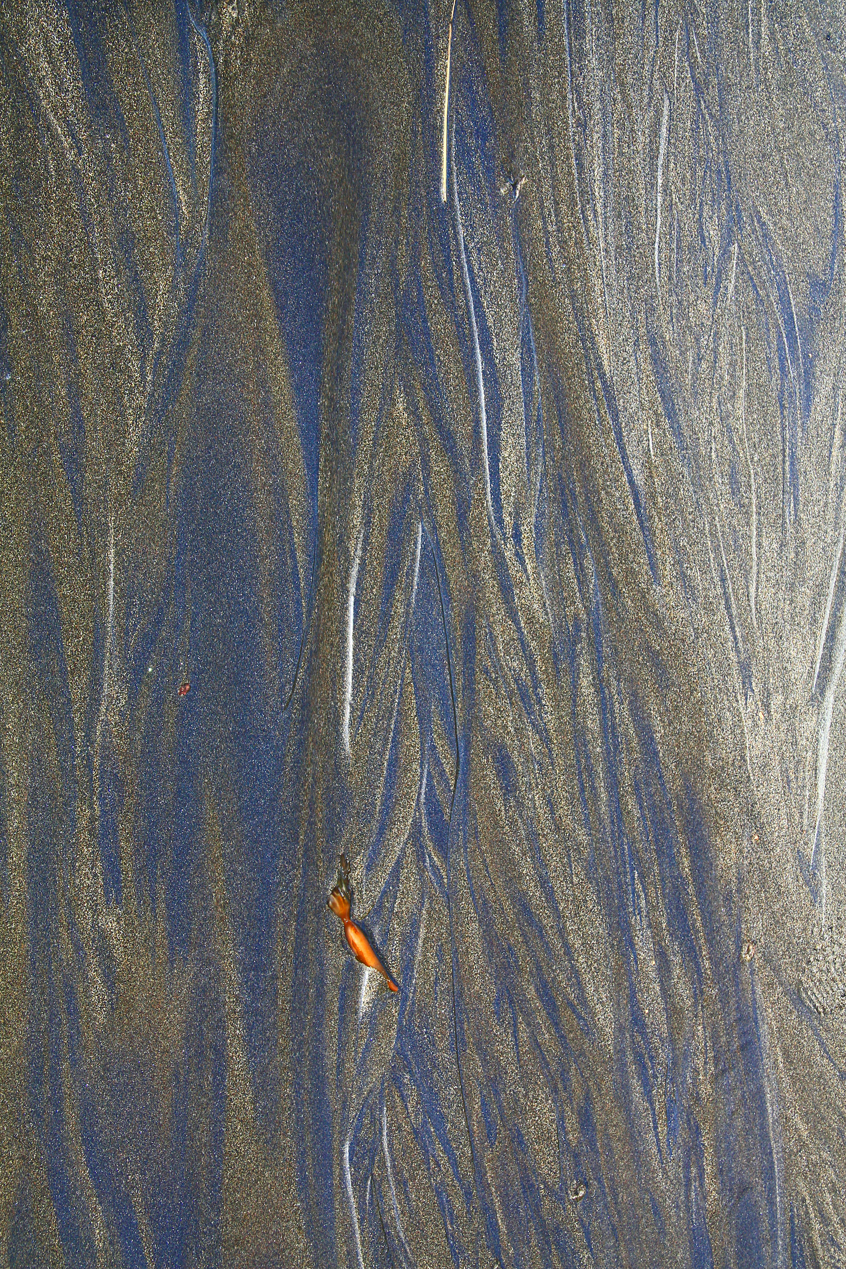 Lone Orange Leaf Adrift Among Cerulean Veins