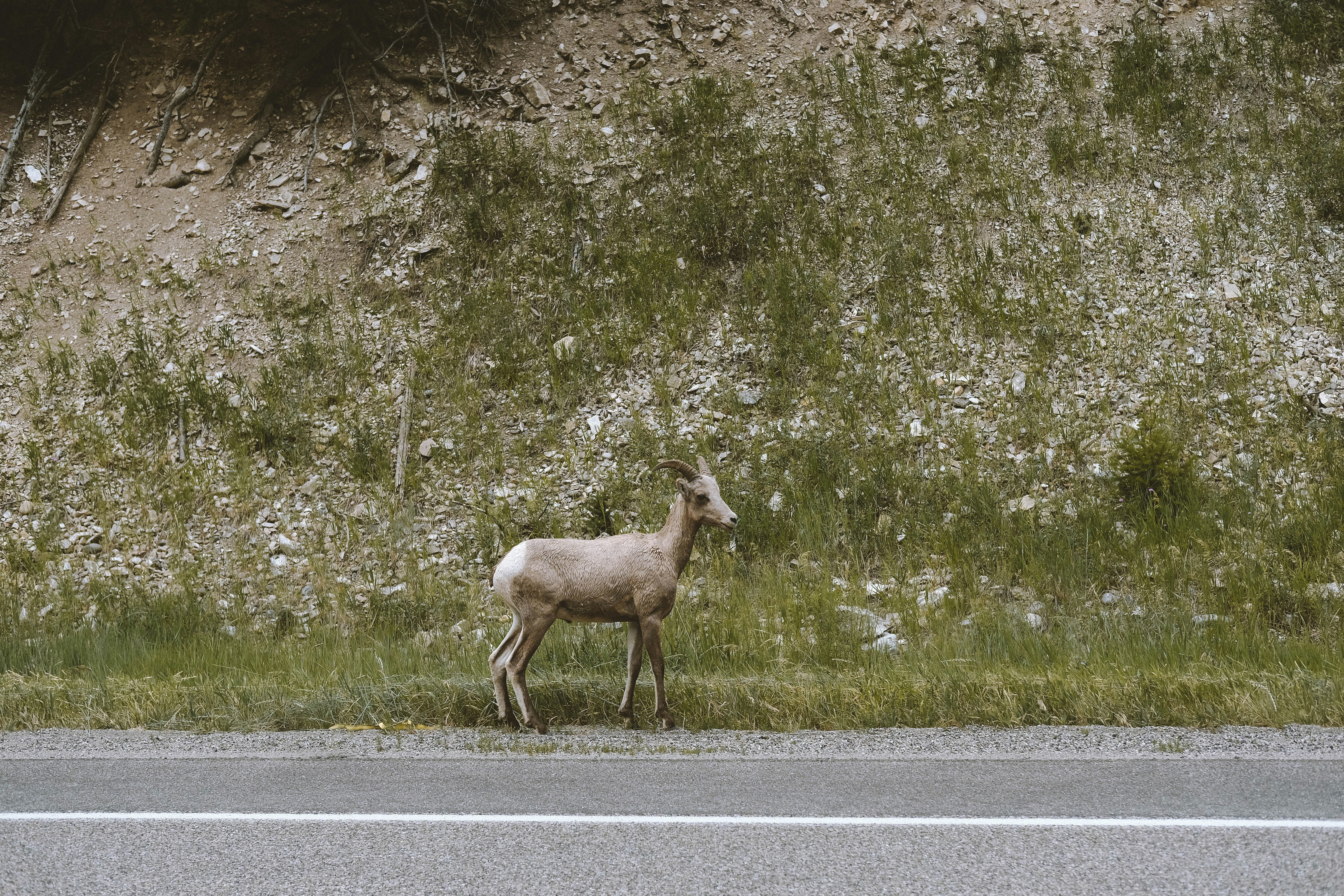 brown deer