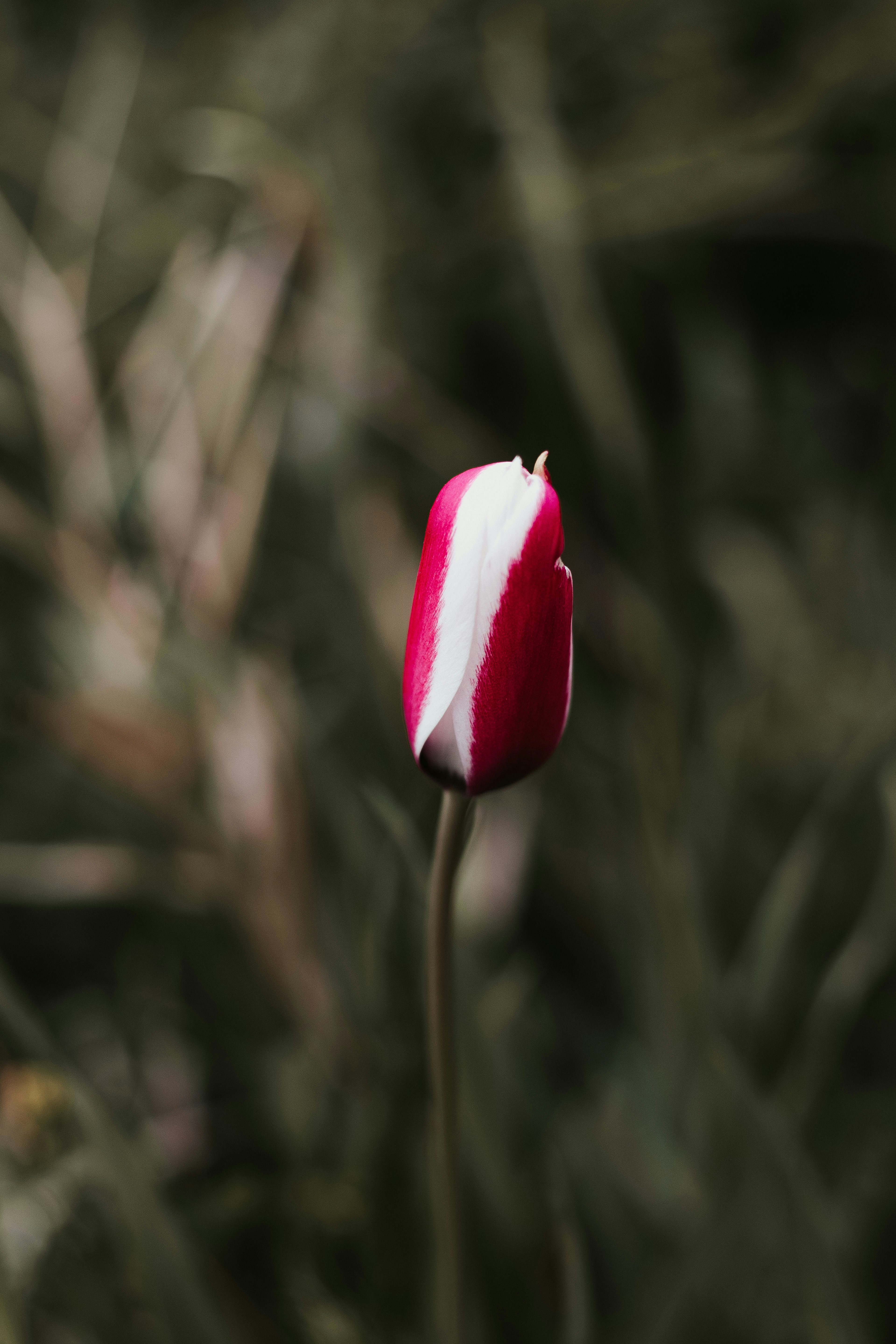 Two-Tone Tulip in a Velvet Blur