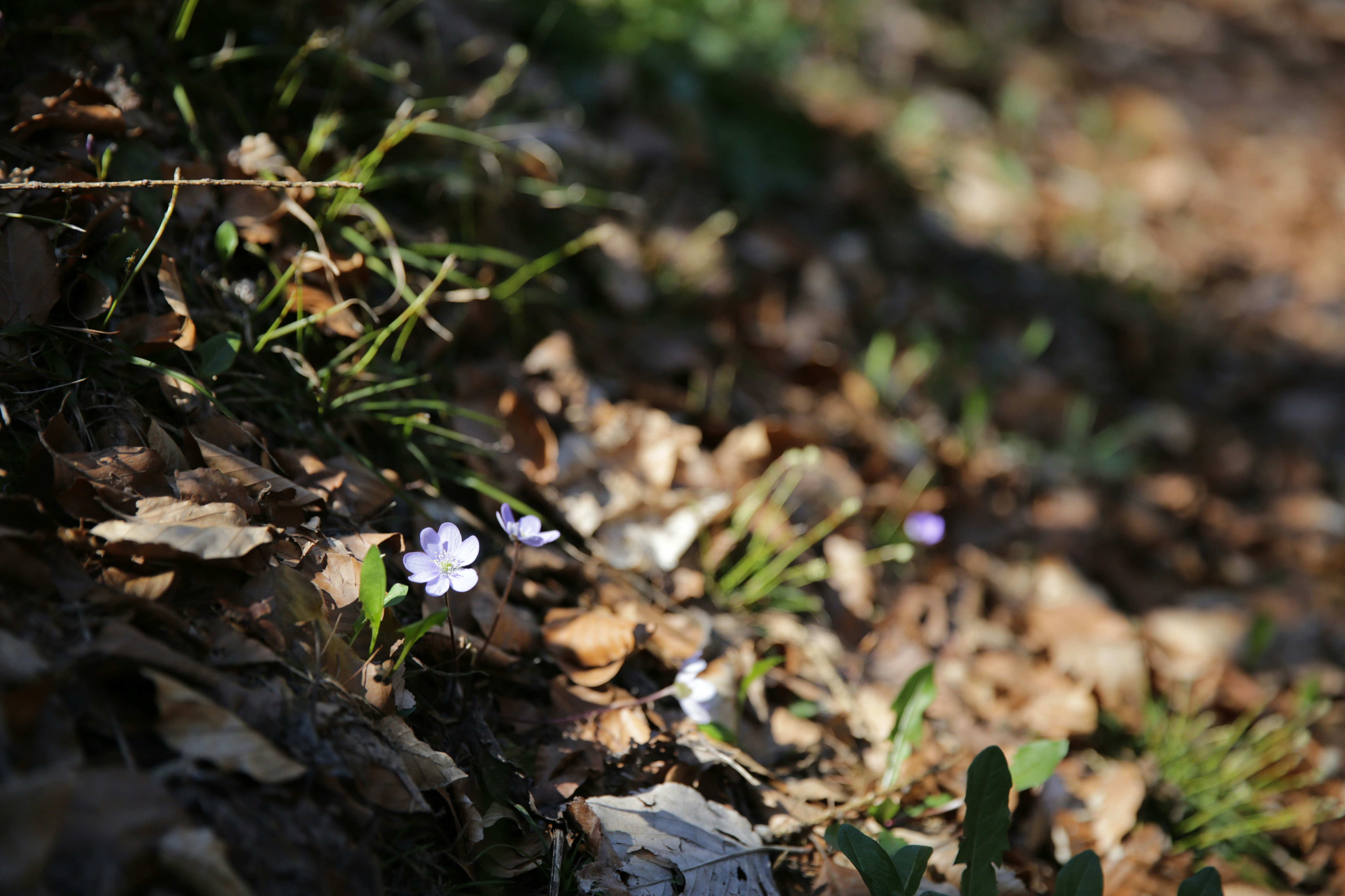 Delicate purple flowers emerge from a carpet of fallen leaves, signaling the transition from autumn to spring. The interplay of light and shadow enhances the scene's natural beauty.