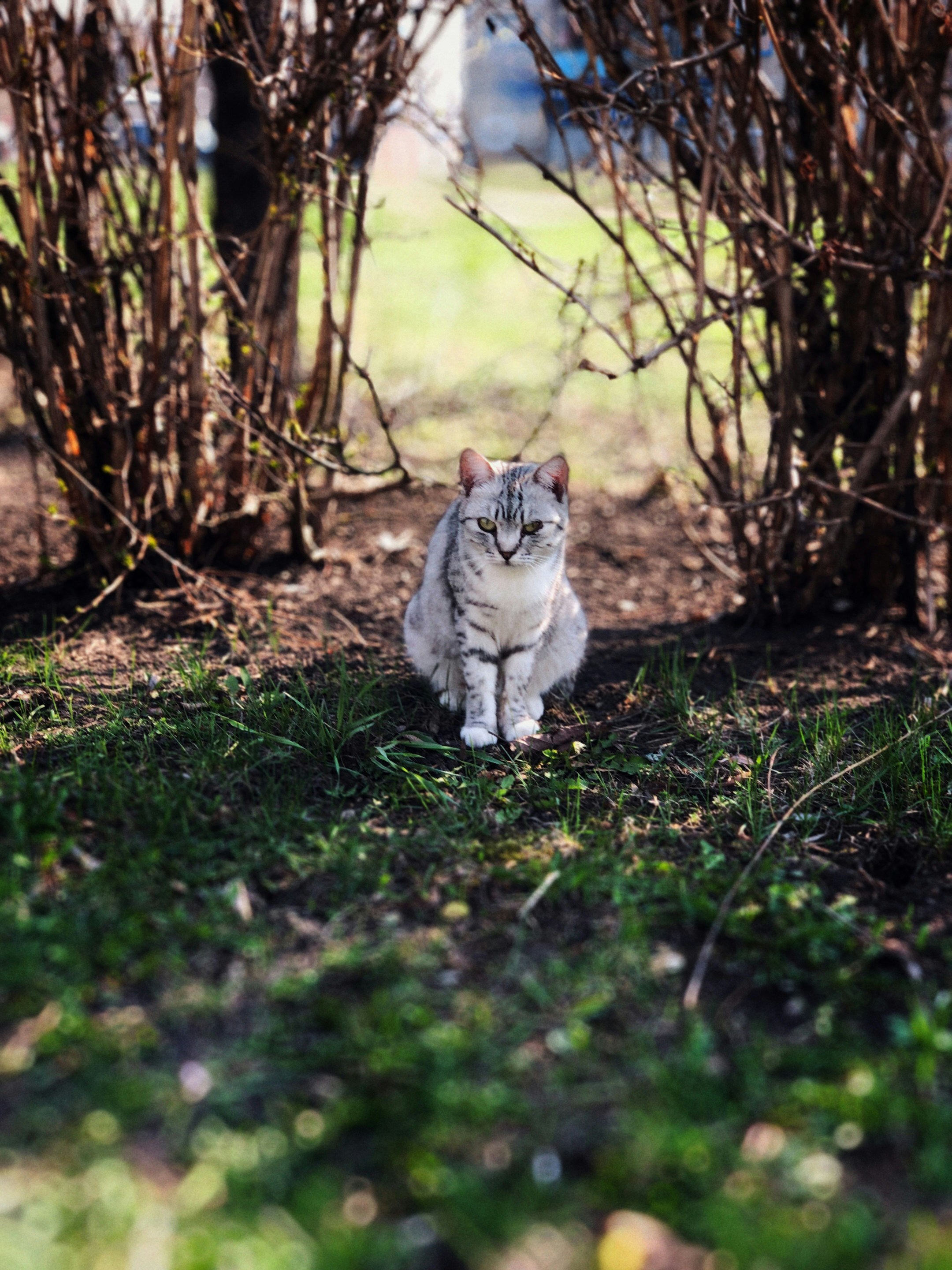 Sunlit Sentinel: A Gray Cat Pauses in a Shaded Garden Arch
