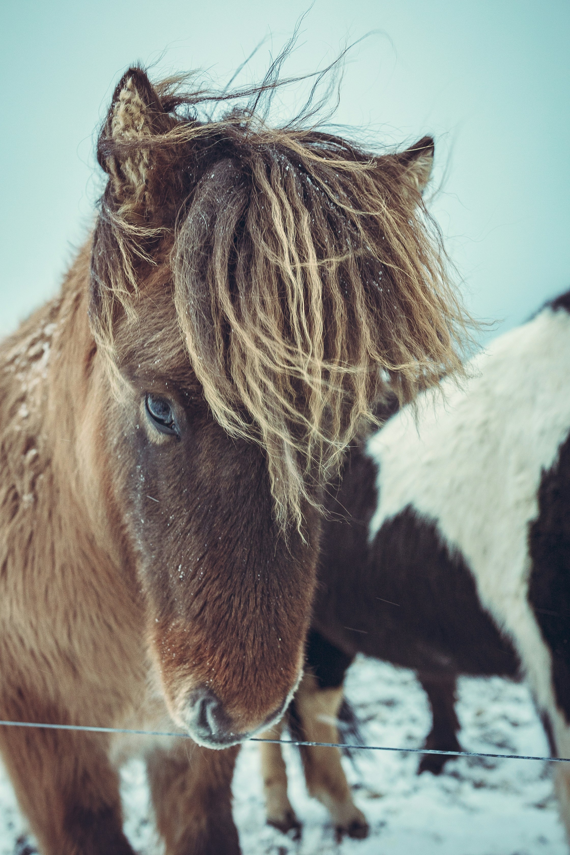 Close-up of an Icelandic horse with a tousled mane, surrounded by snow and a blurred background of other horses. The horse's expressive eye captures a moment of curiosity.