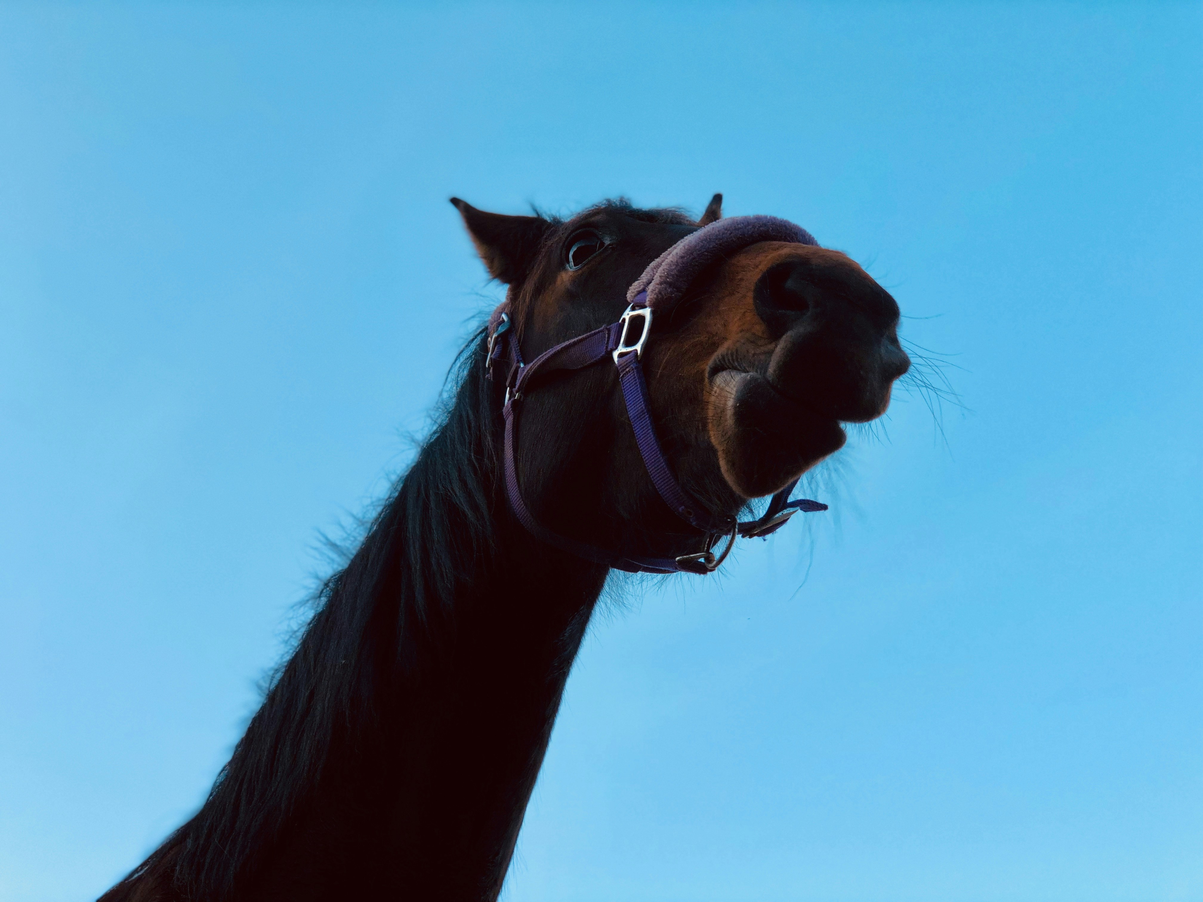 Horse Screaming Nsfw Pictures | Download Free Images on Unsplash