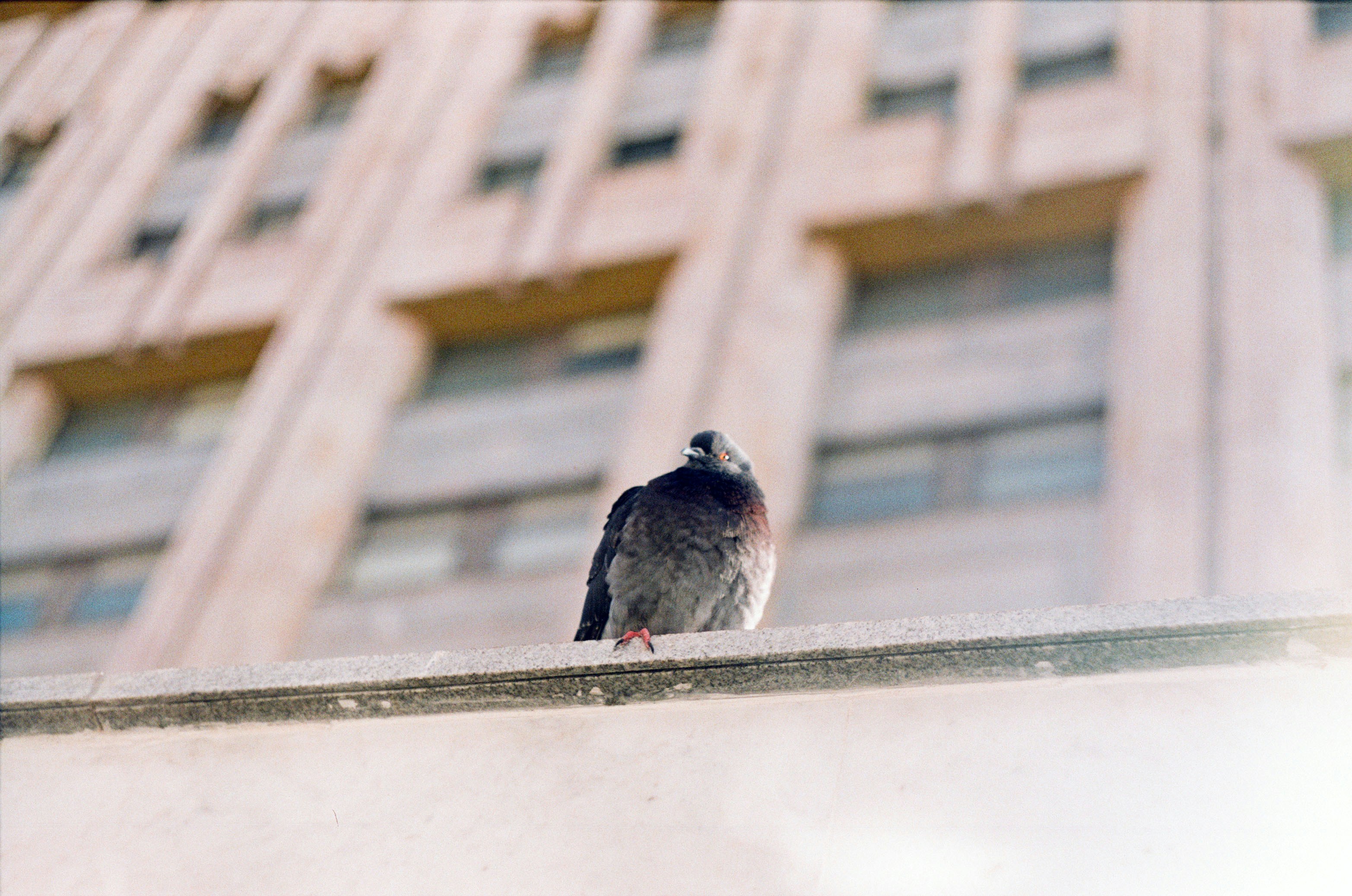 A pigeon perched on a ledge, gazing curiously at its surroundings against a backdrop of architectural lines.