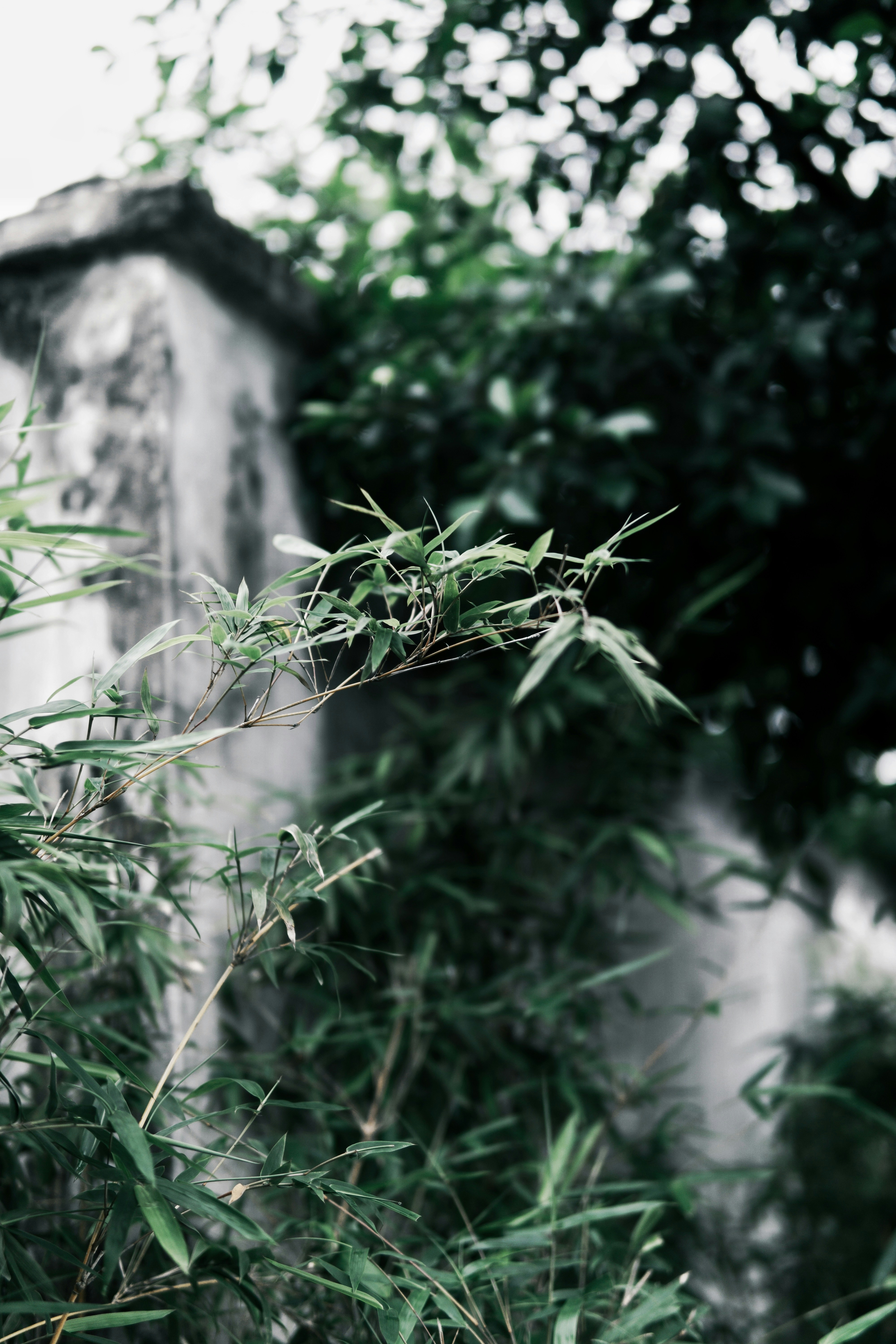 Lithe Bamboo Reaching Along a Weathered Backdrop