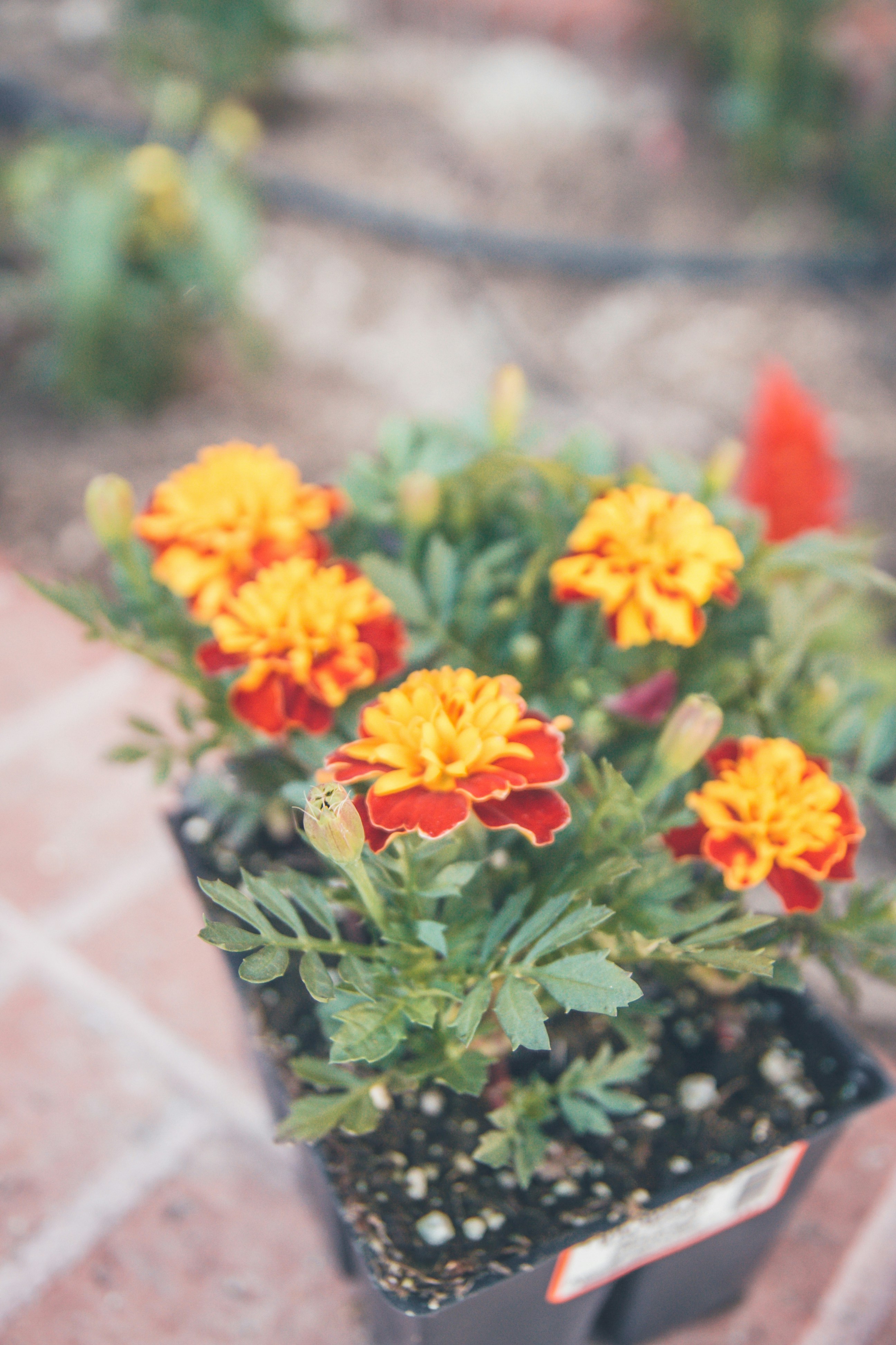 Vibrant marigold flowers in a black pot, showcasing their rich orange and yellow hues against a blurred garden backdrop.