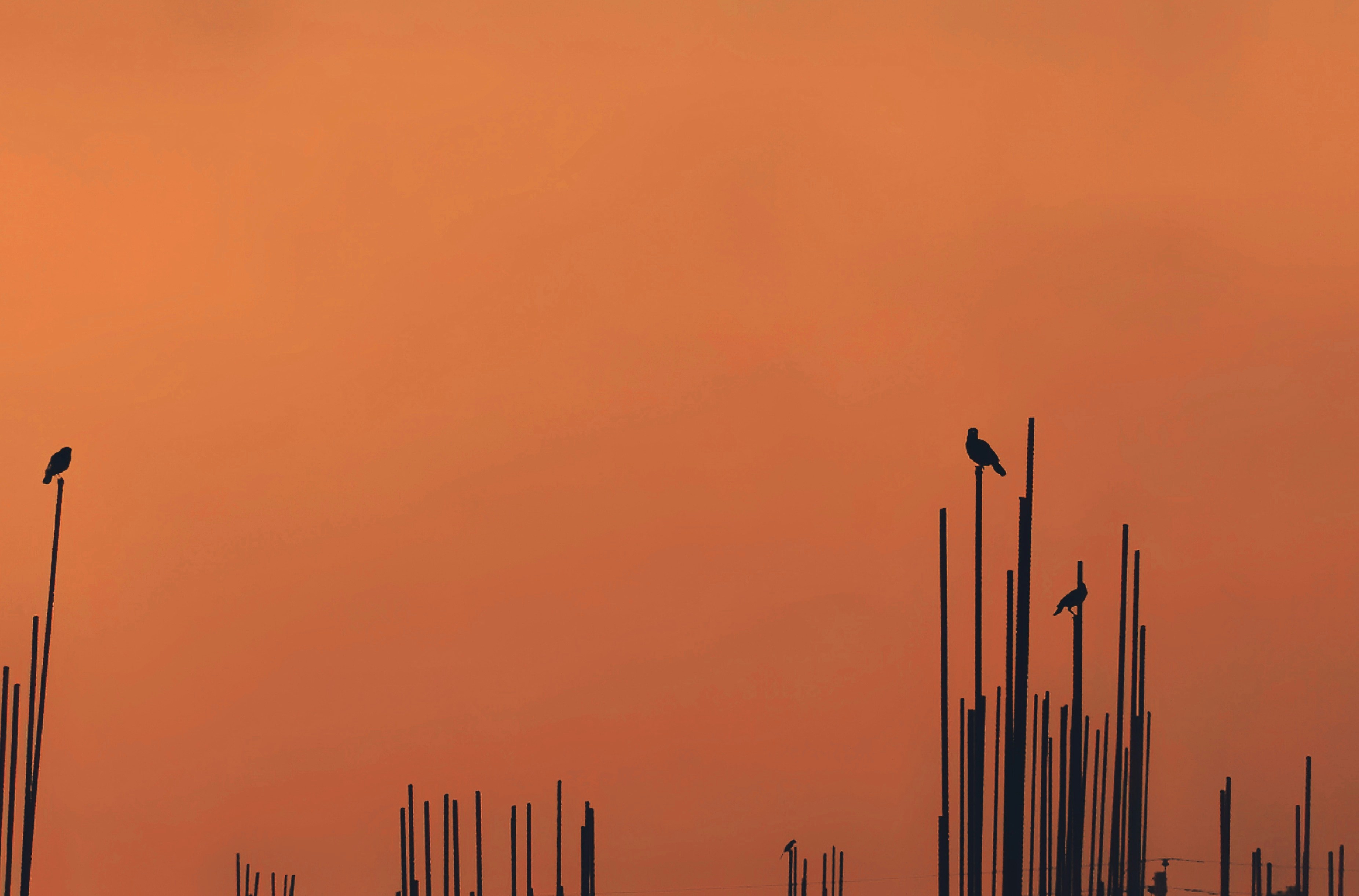 Silhouettes of birds resting on tall sticks with a warm orange sky backdrop.