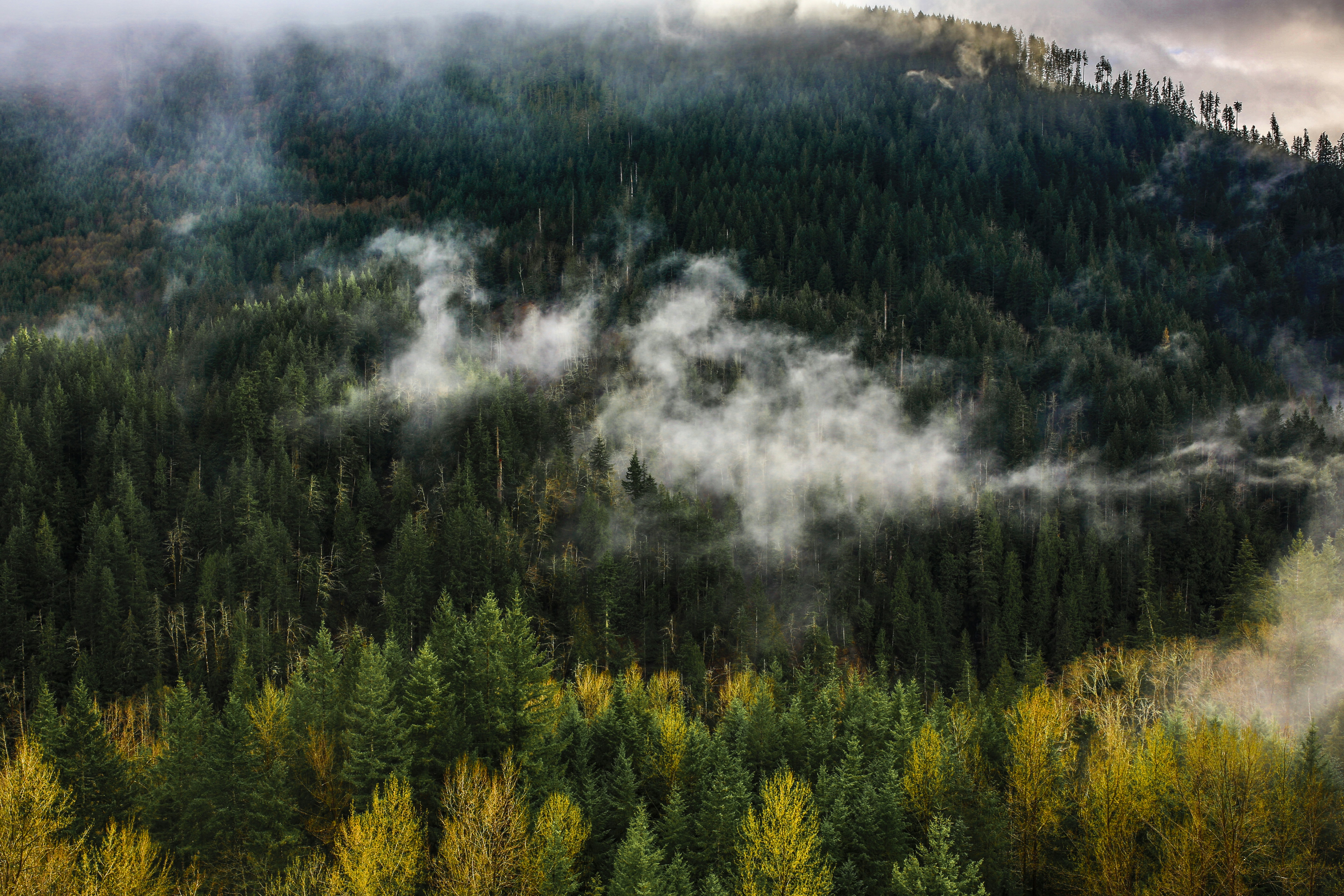 Bird's eye view of forest trees photo – Free Colorful cloudy mountain ...