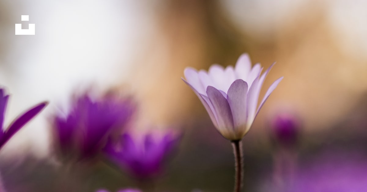 Flores Rosadas En El Suelo Foto Imagen De Violeta Gratuita En Unsplash
