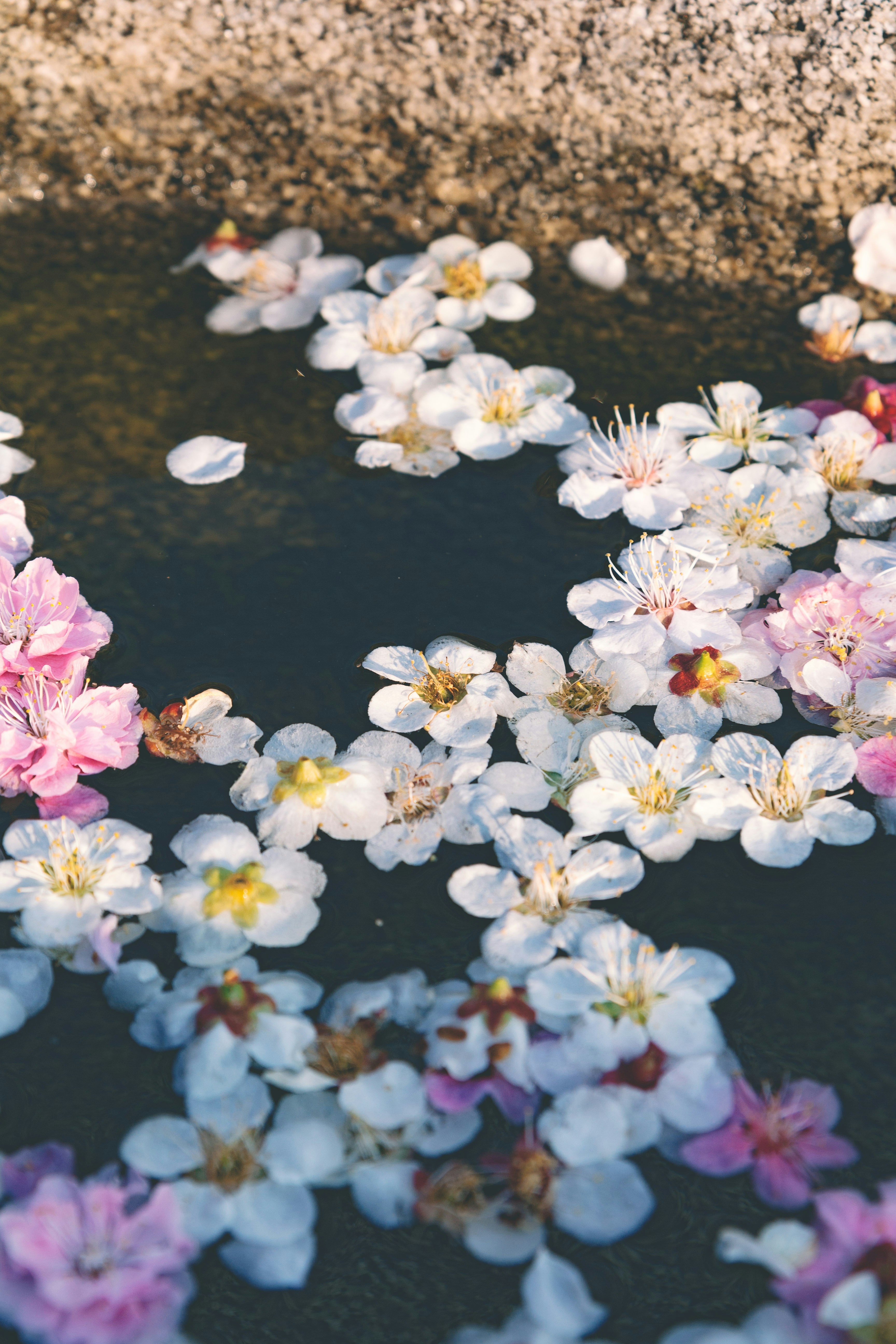 Floating petals: a sunlit riverbed of blossoms