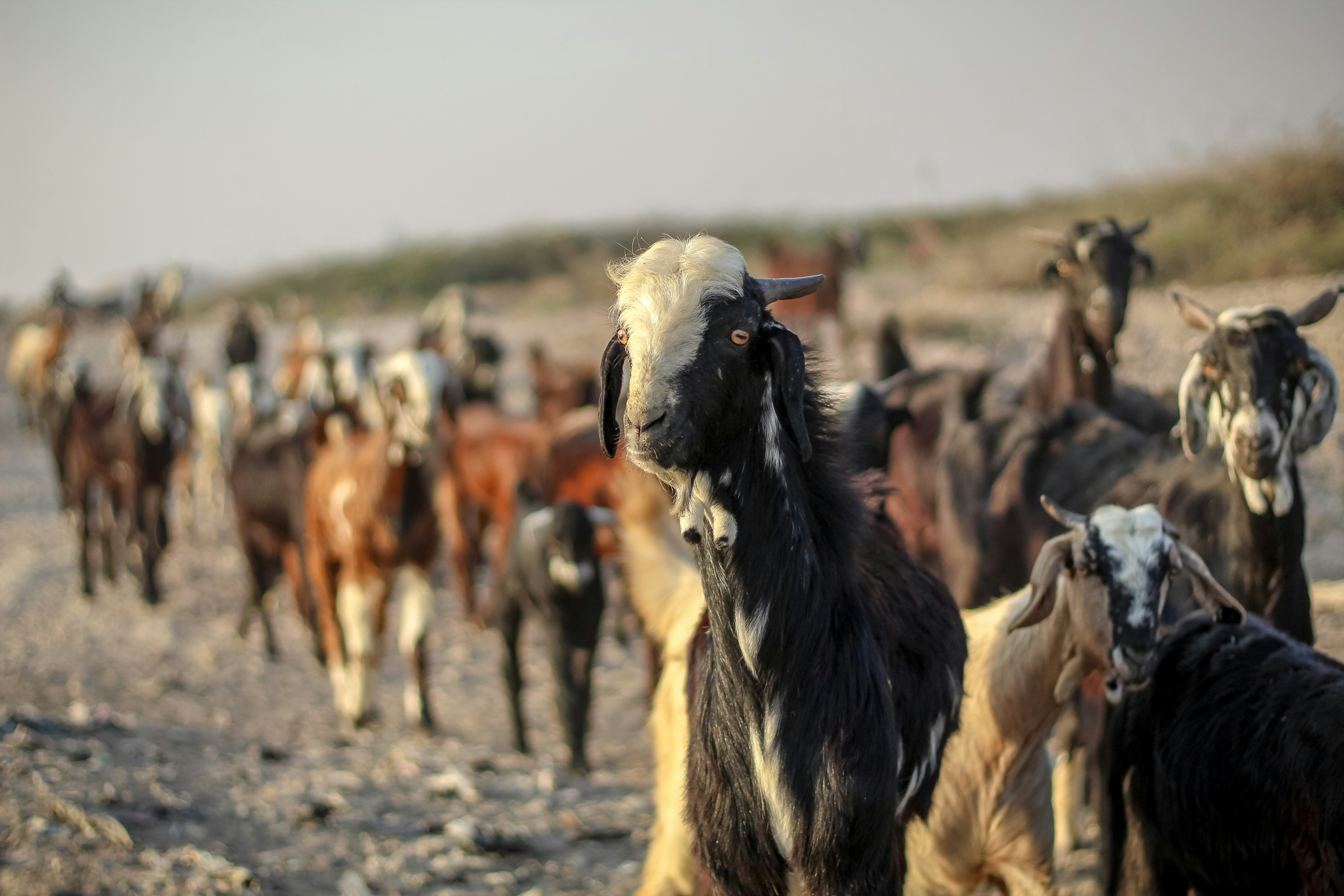Front-Row Leader: A Close-Up Portrait Among a Dusty Herd