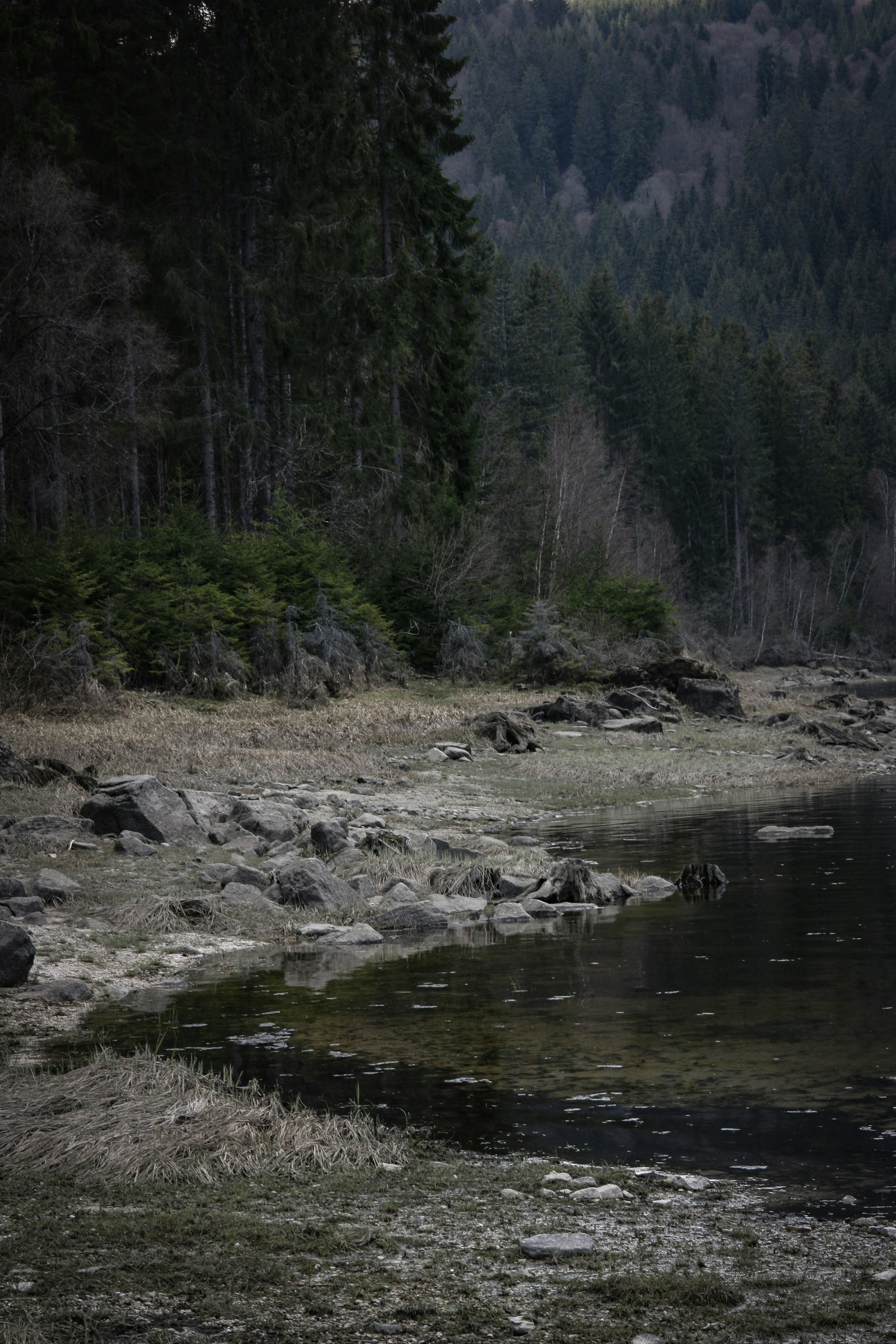 Edge of the Quiet Lake: Mossy Rocks Meet Dark Water