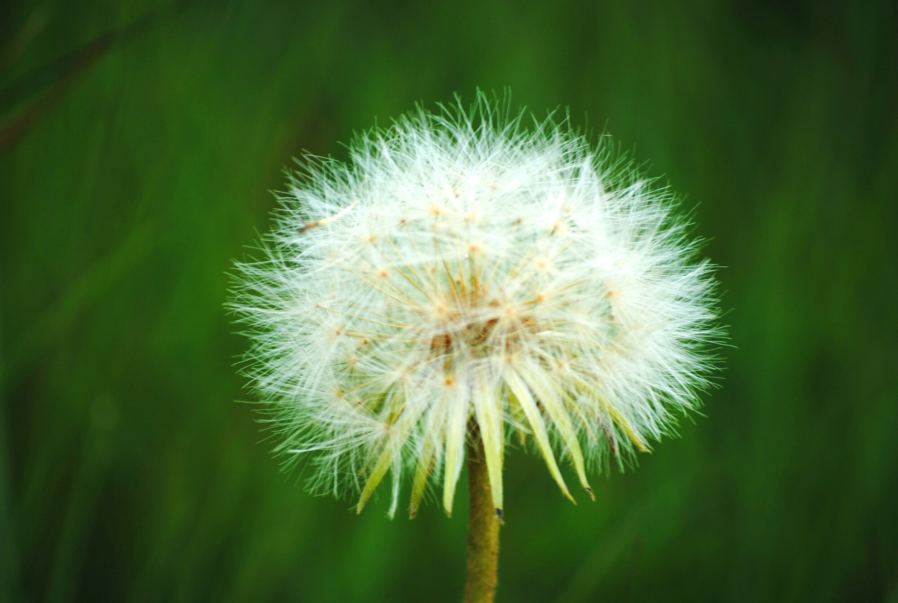 White dandelion seed head against a lush green background.