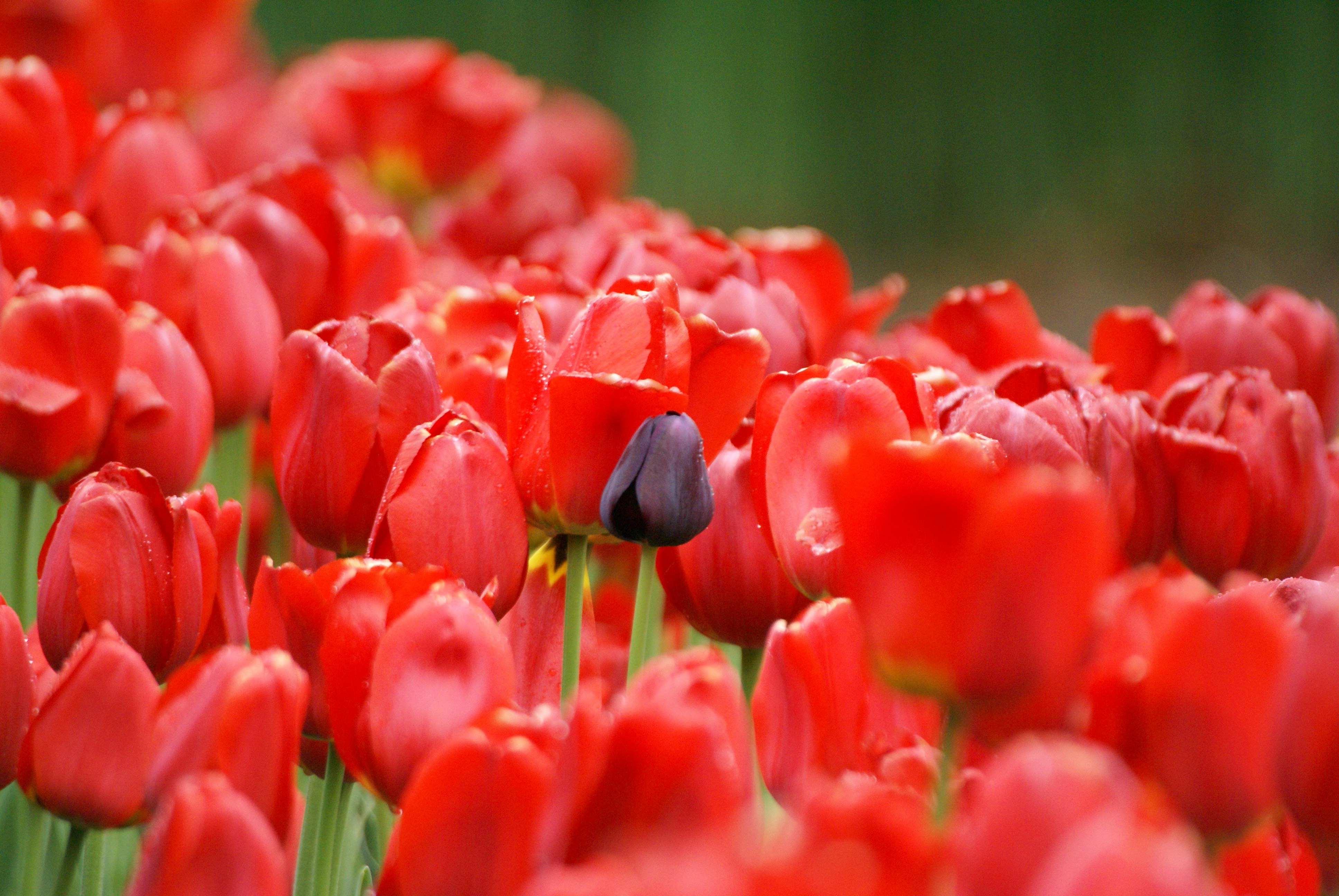 A lone dark tulip among a sea of crimson petals