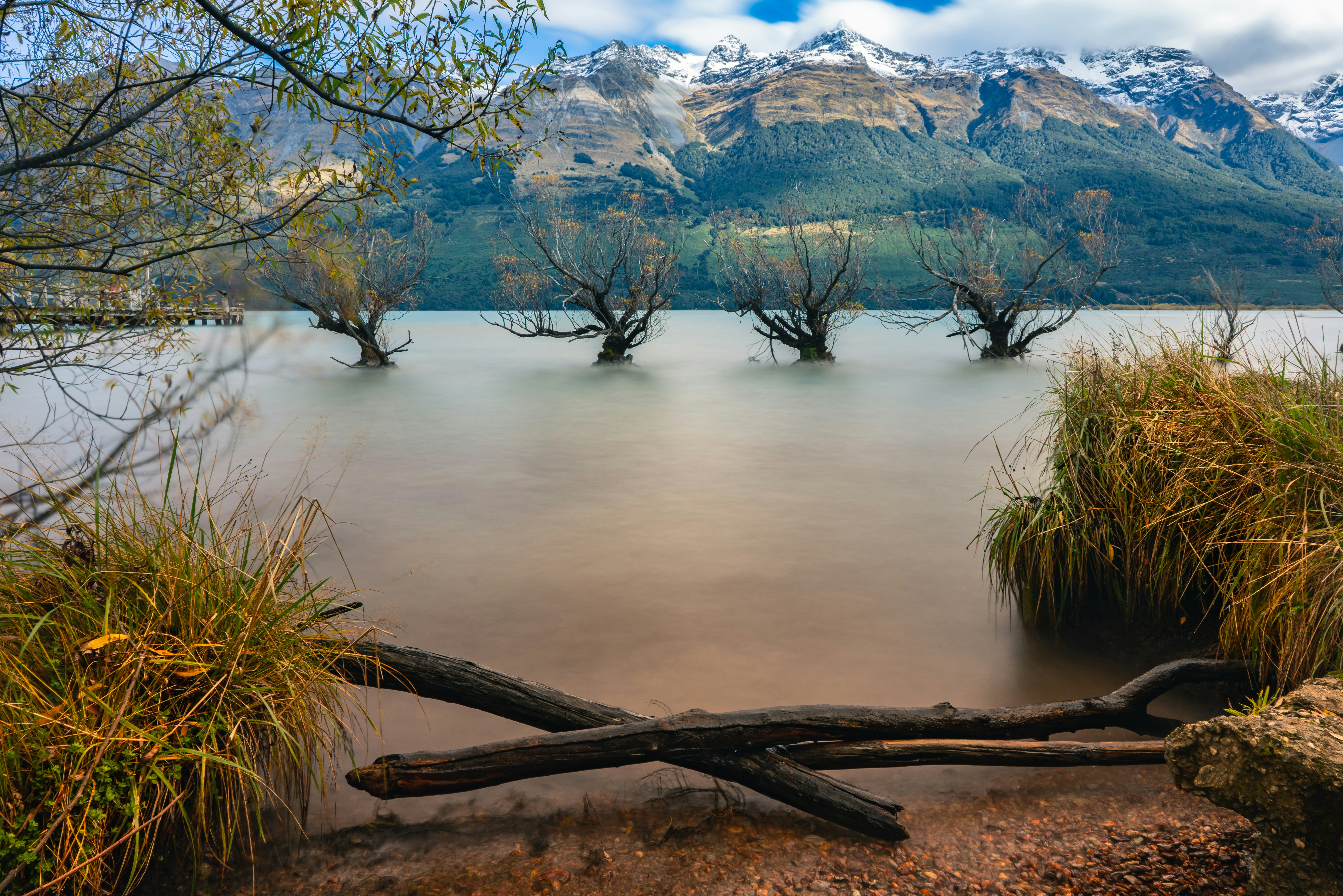 Serene lakeside scene featuring gnarled trees emerging from the water, framed by lush grasses and distant snow-capped mountains.