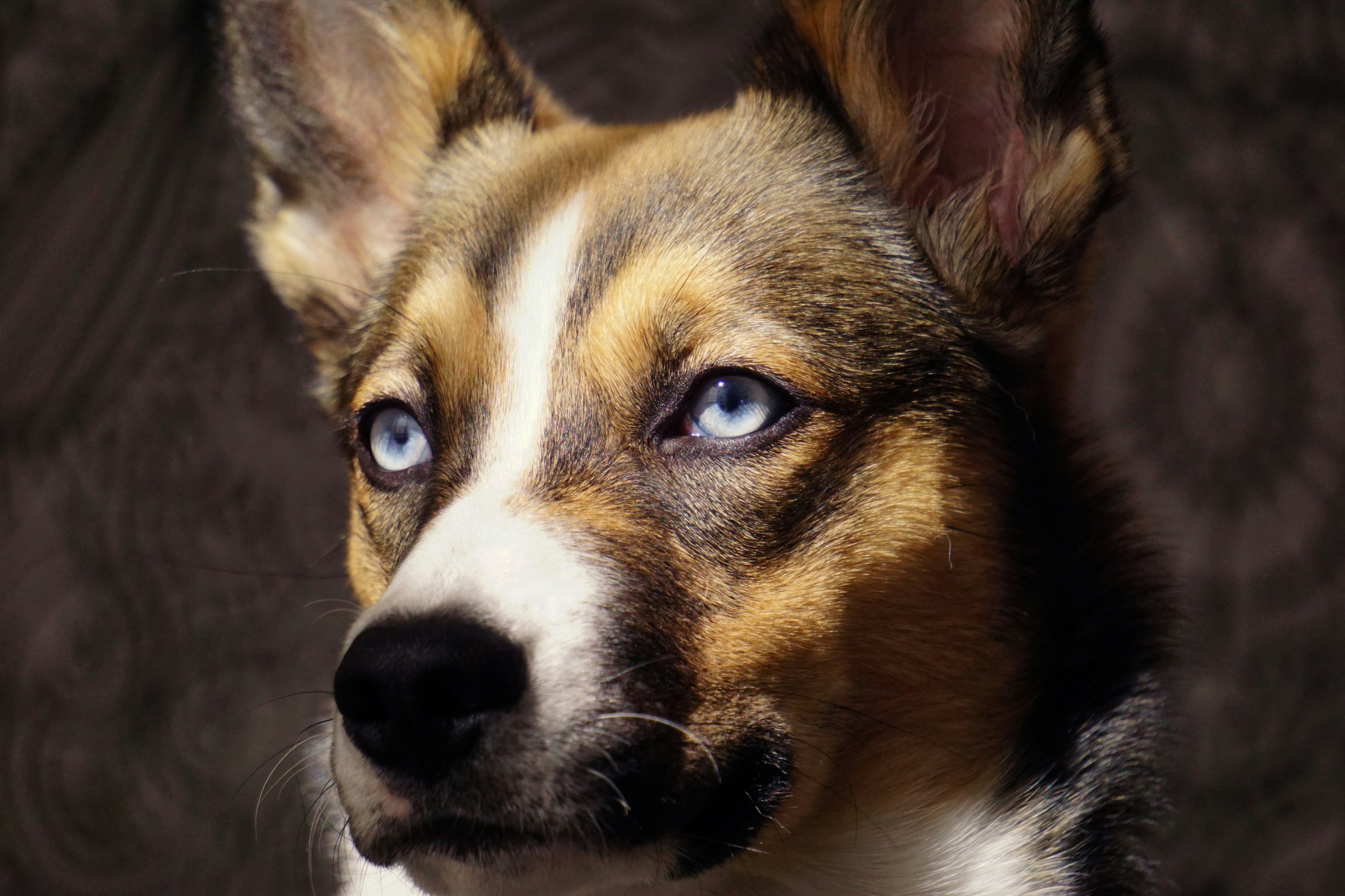 Azure Gaze: Close-Up Portrait of a Blue-Eyed Pup