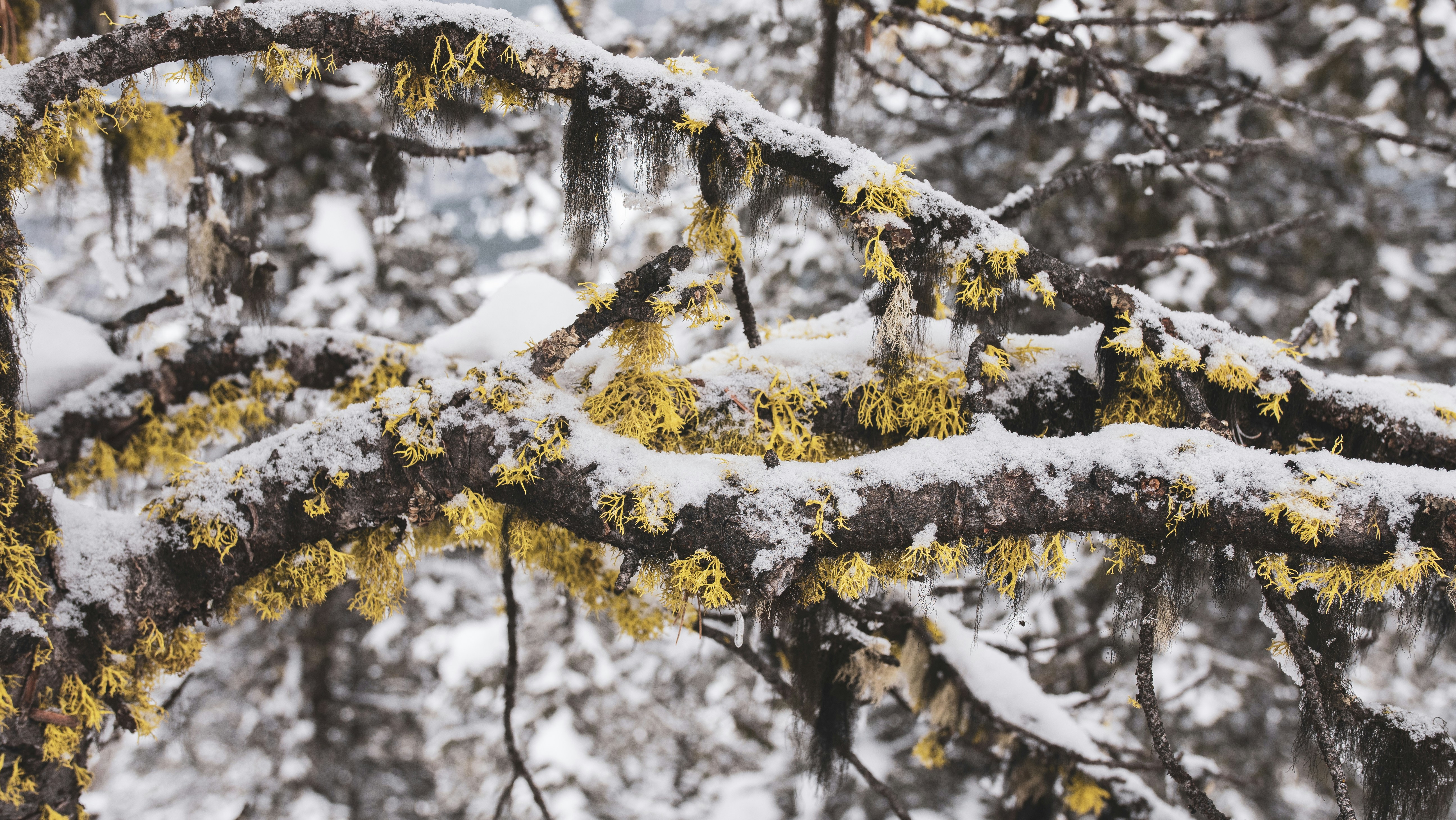 Amber Lichen on Snow-Covered Branches