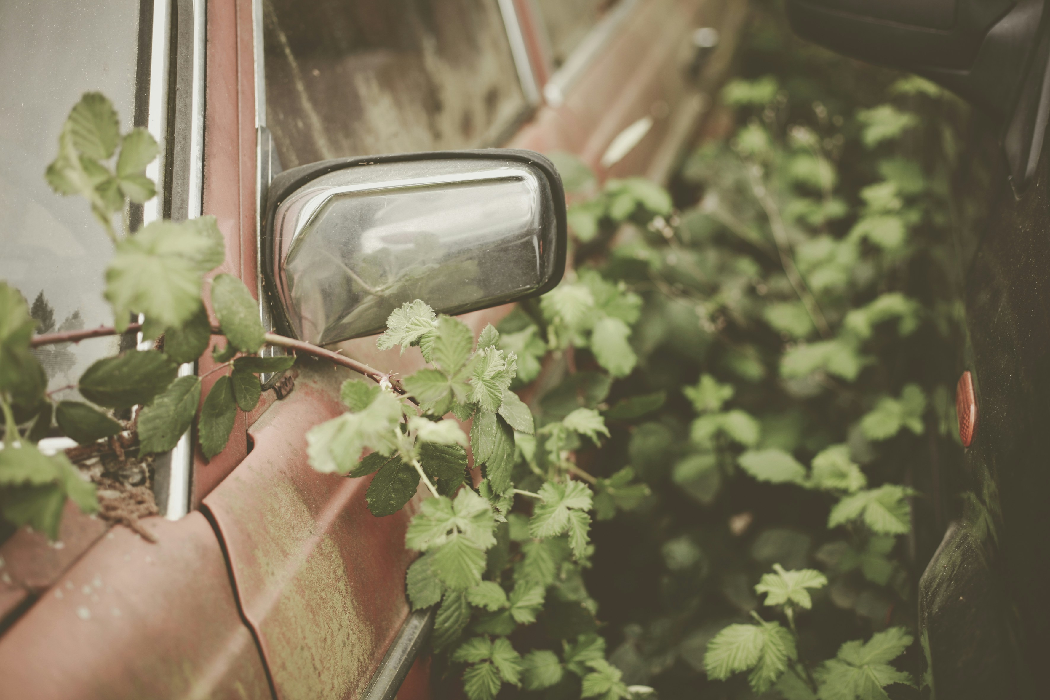 Rusted Red Car, Green Overgrowth: A Quiet Reclamation by Vines