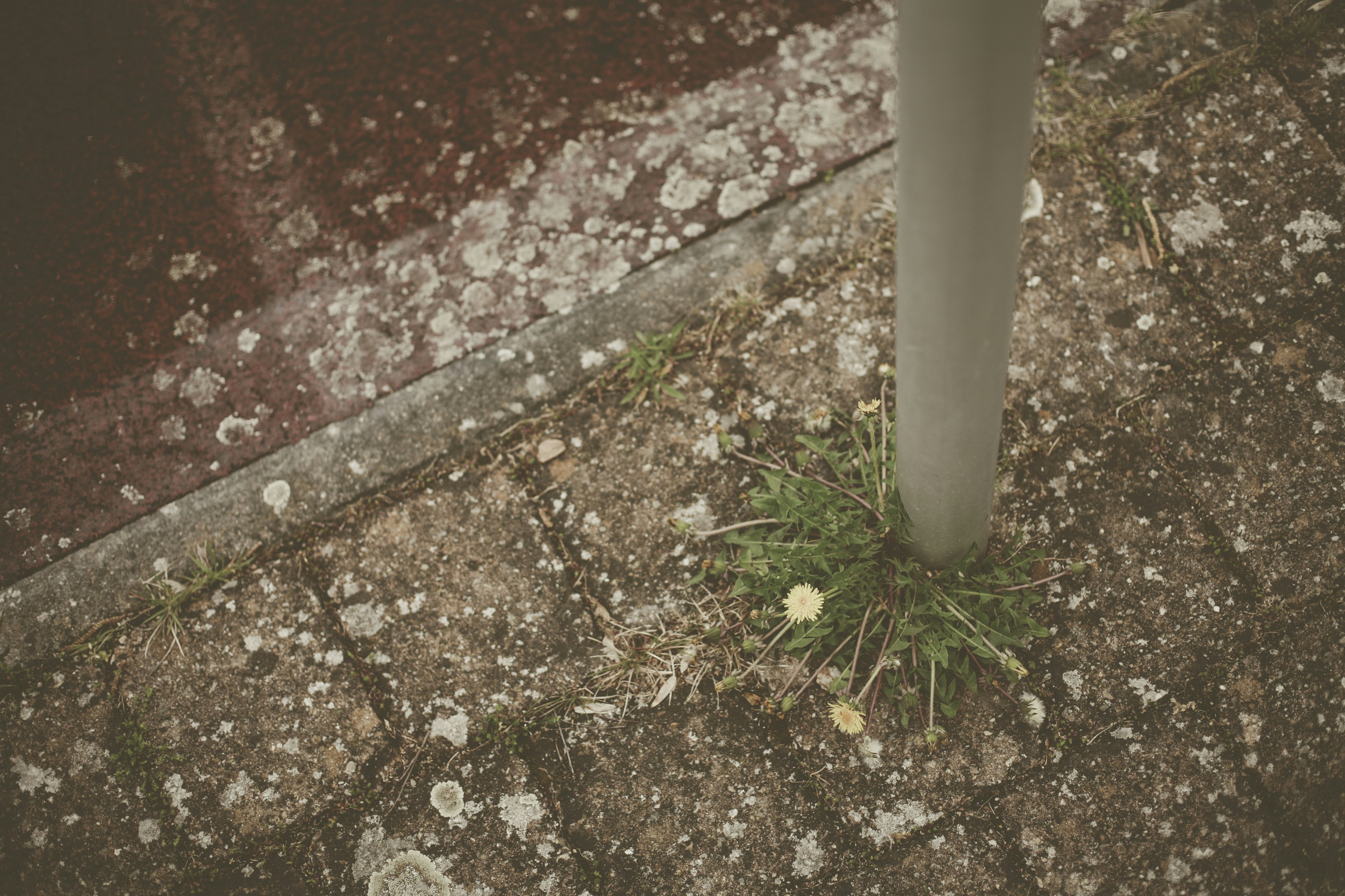 Tufts at the Base: a lone pole on weathered brick pavers