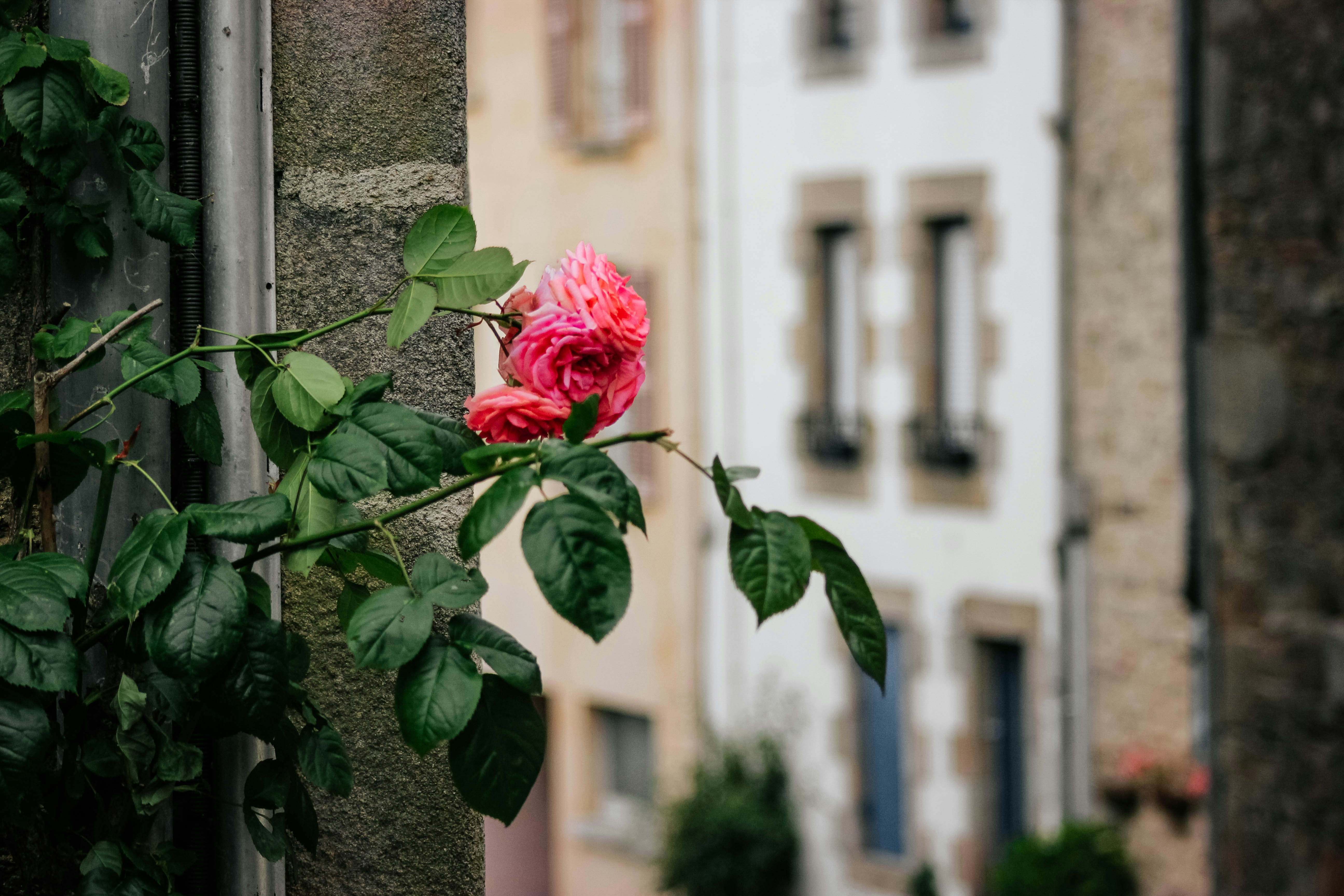 Crimson Rose Weaving Through Stone and Street