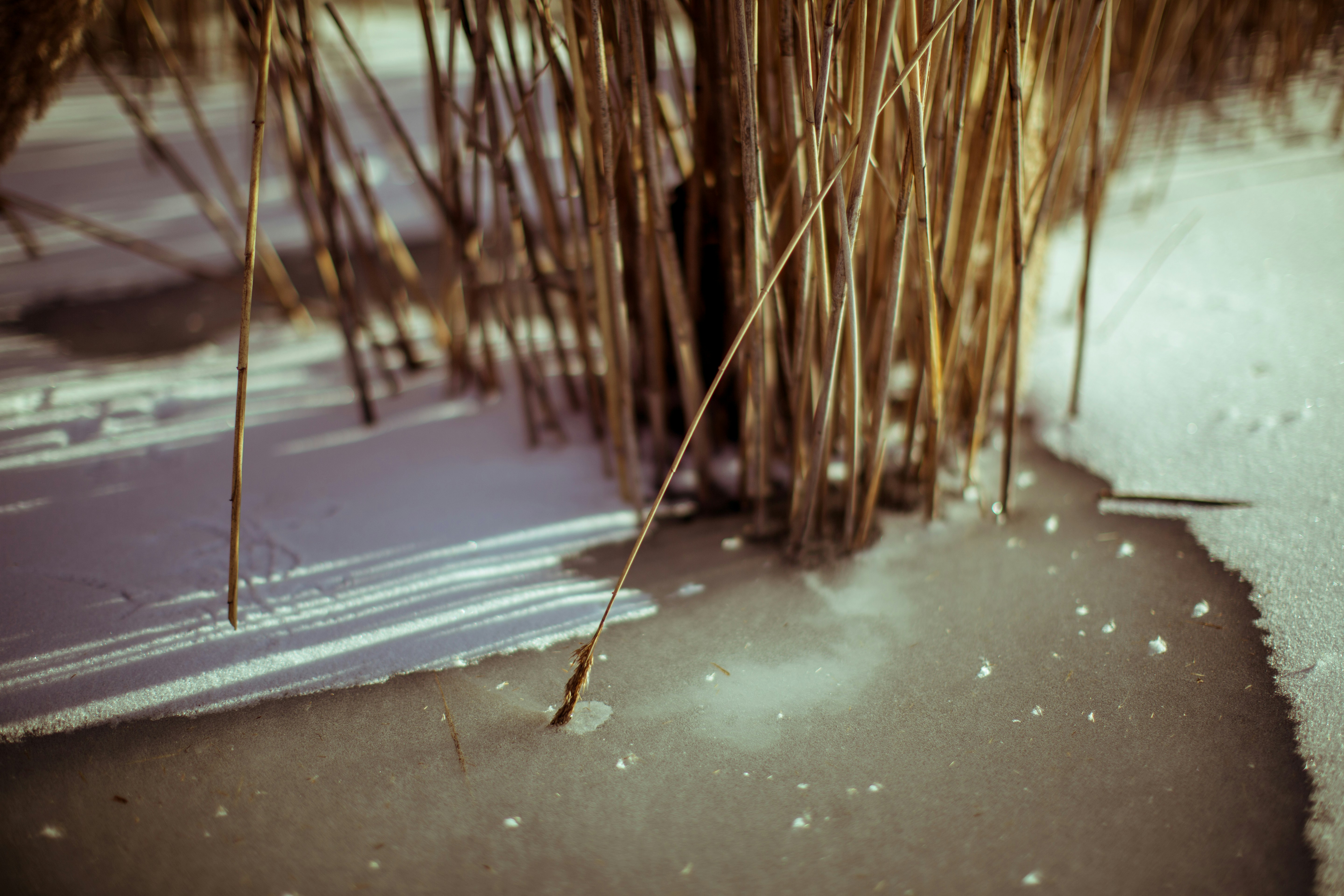 Winter's Edge: Frozen Reeds by the Pond