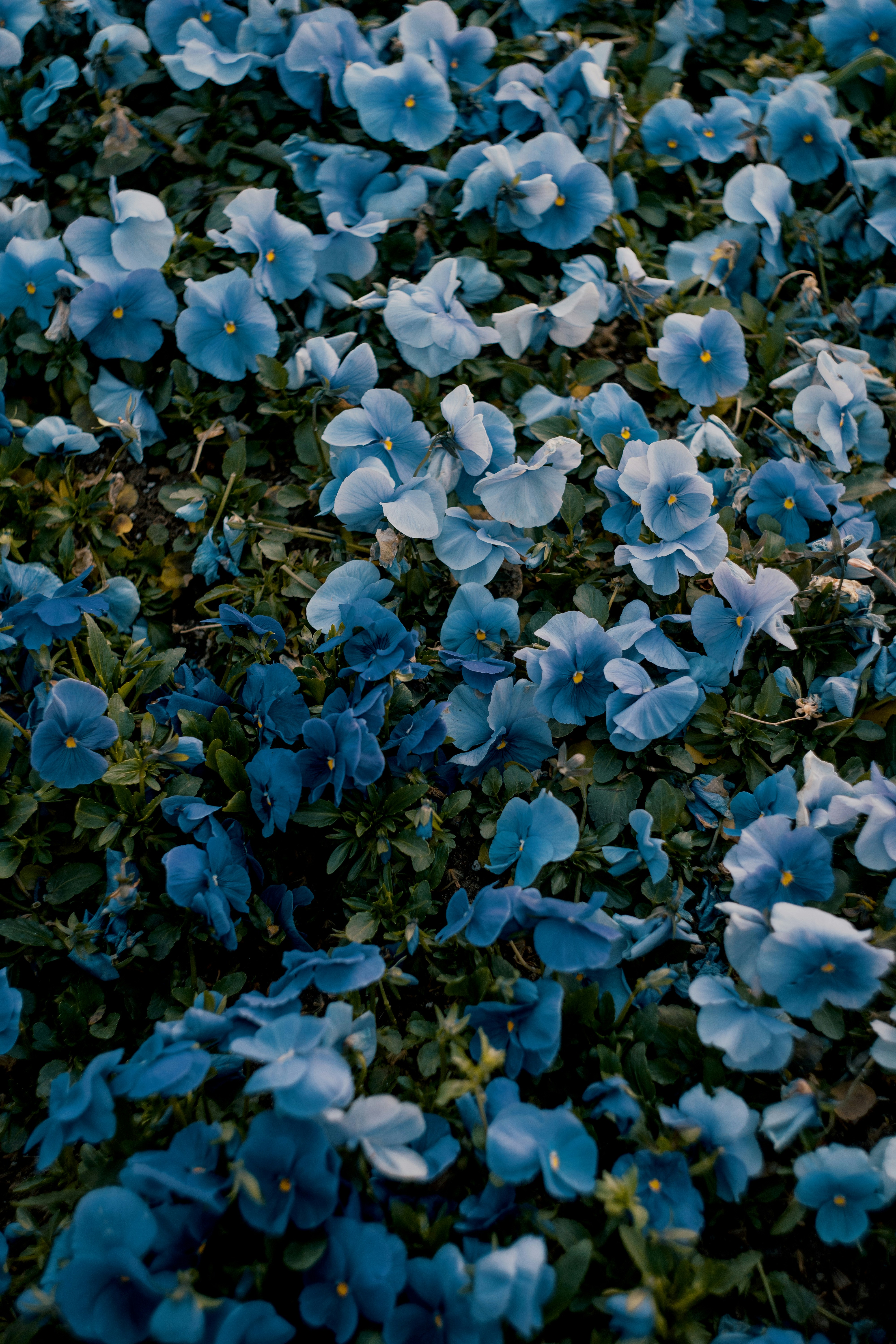 I saw the flowers in the garden, there was such a beautiful color gradient that I was lucky to have my camera with me.
