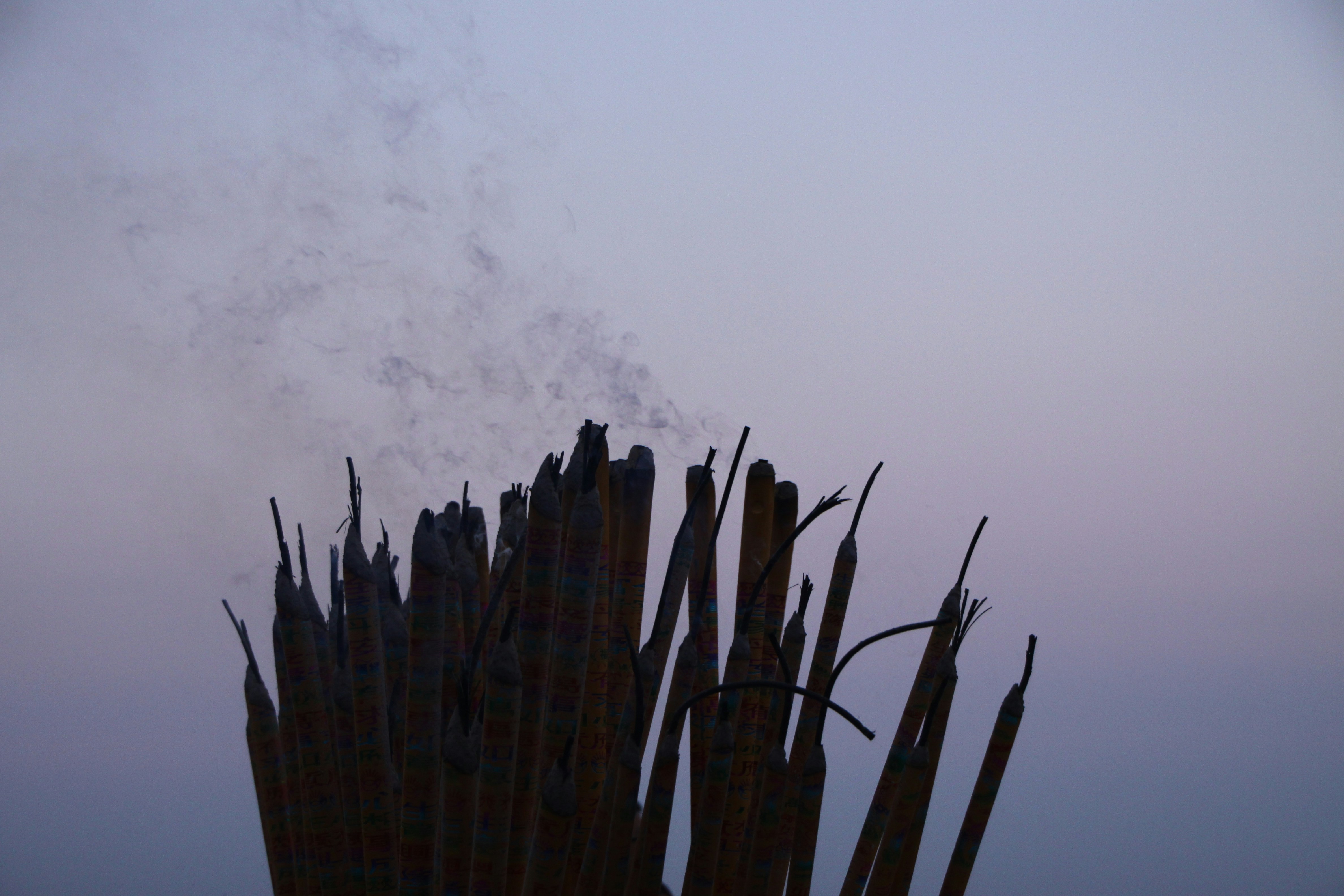 Twilight Smoke Above a Silhouette of Burnt Fronds