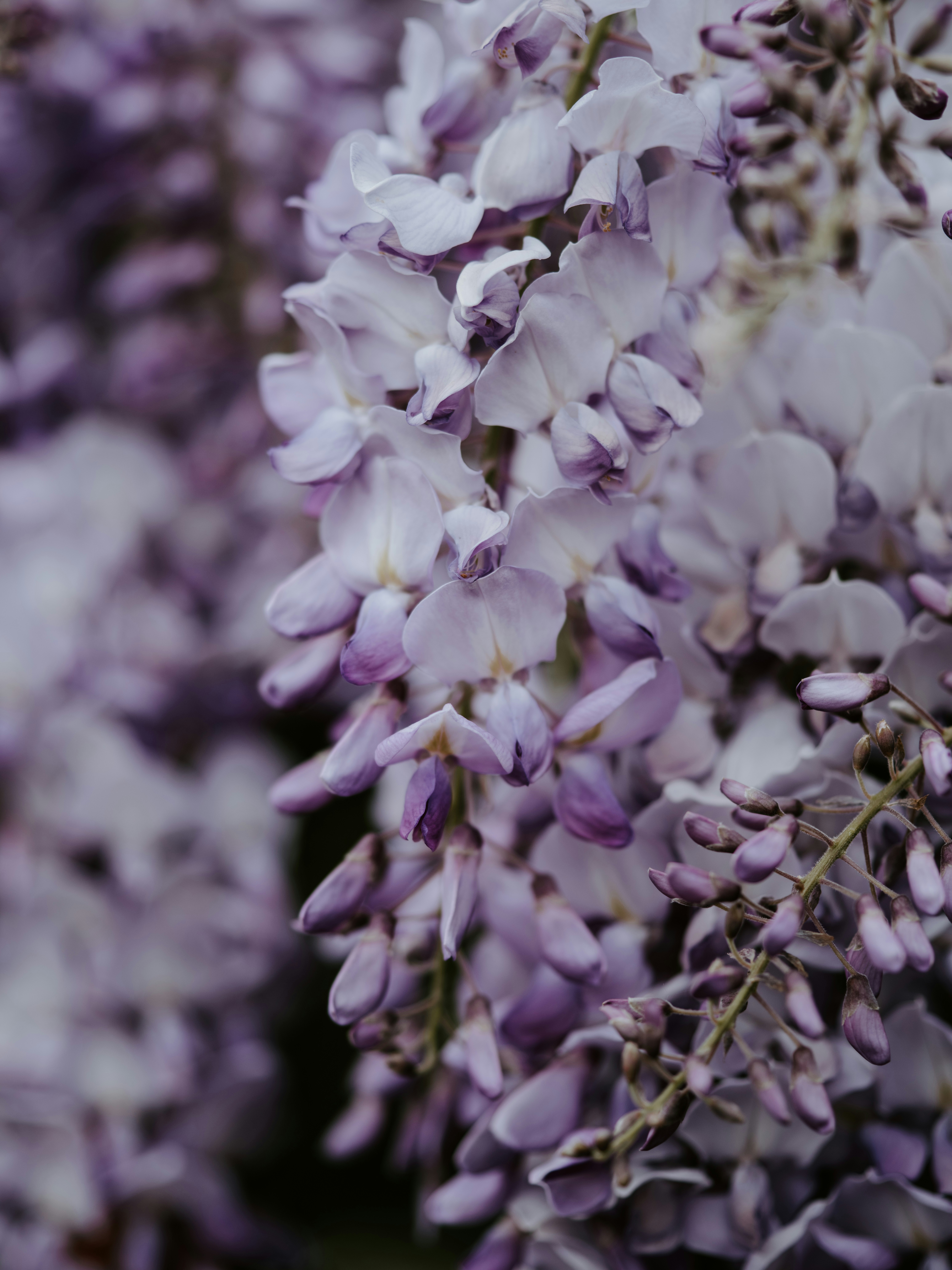 Delicate clusters of purple wisteria blossoms drape gracefully, showcasing their intricate petals and vibrant hues.