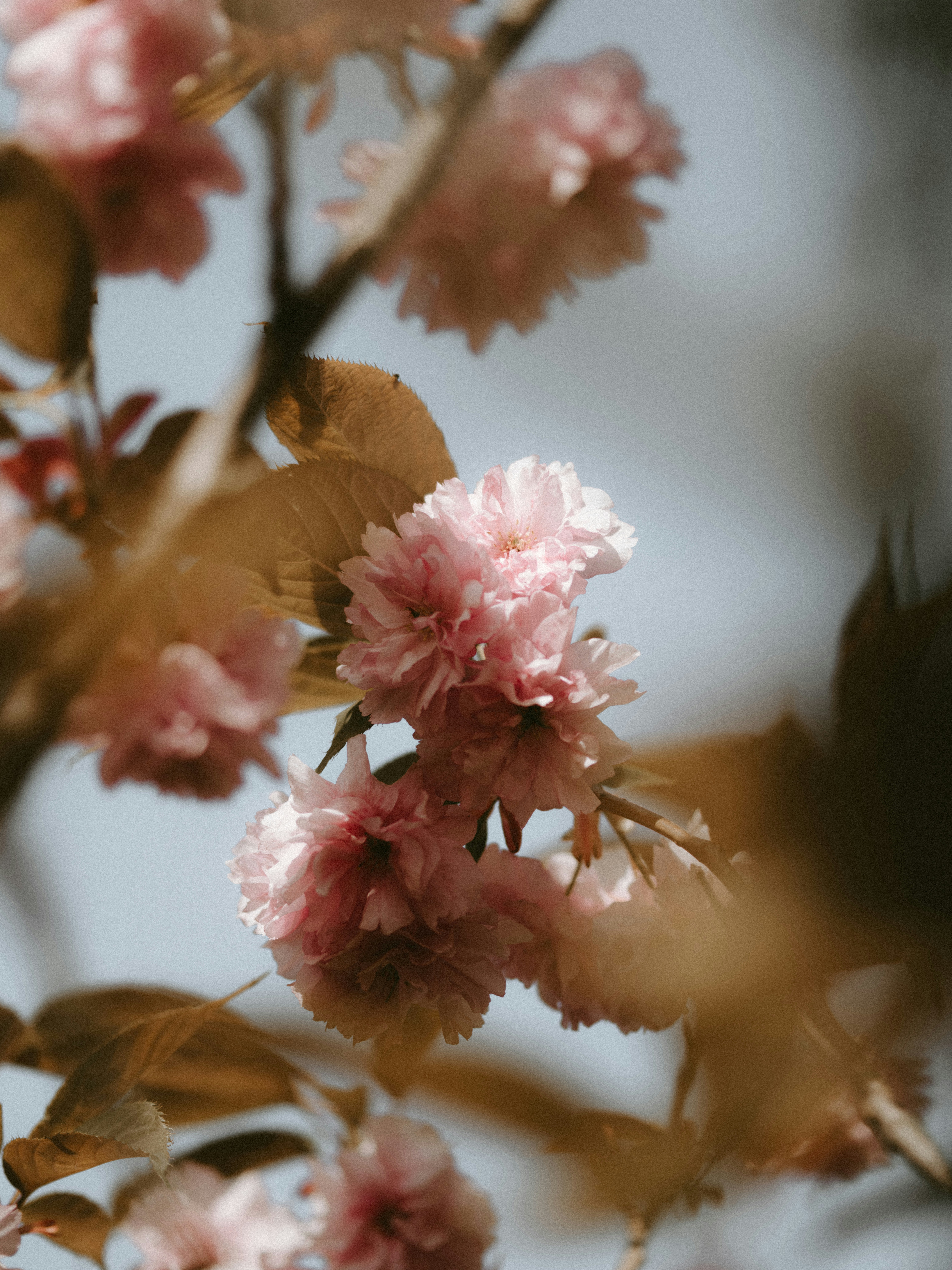 Soft-Focus Pink Blossoms on a Spring Branch