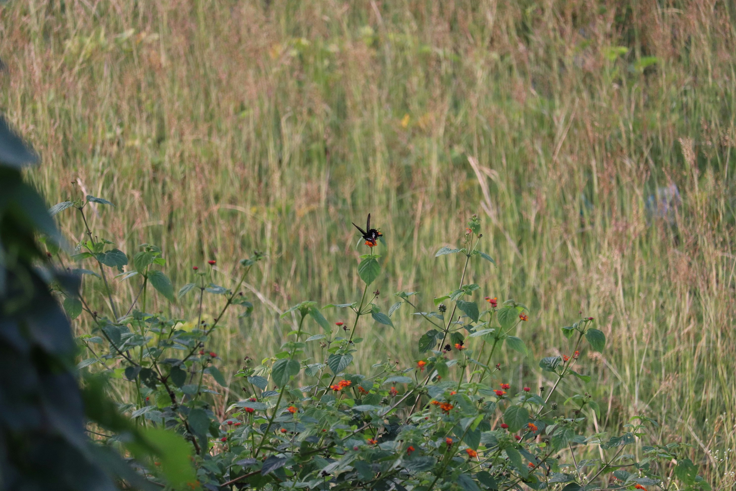 Center-Stage Bee Over a Berry-Brambler in a Quiet Meadow