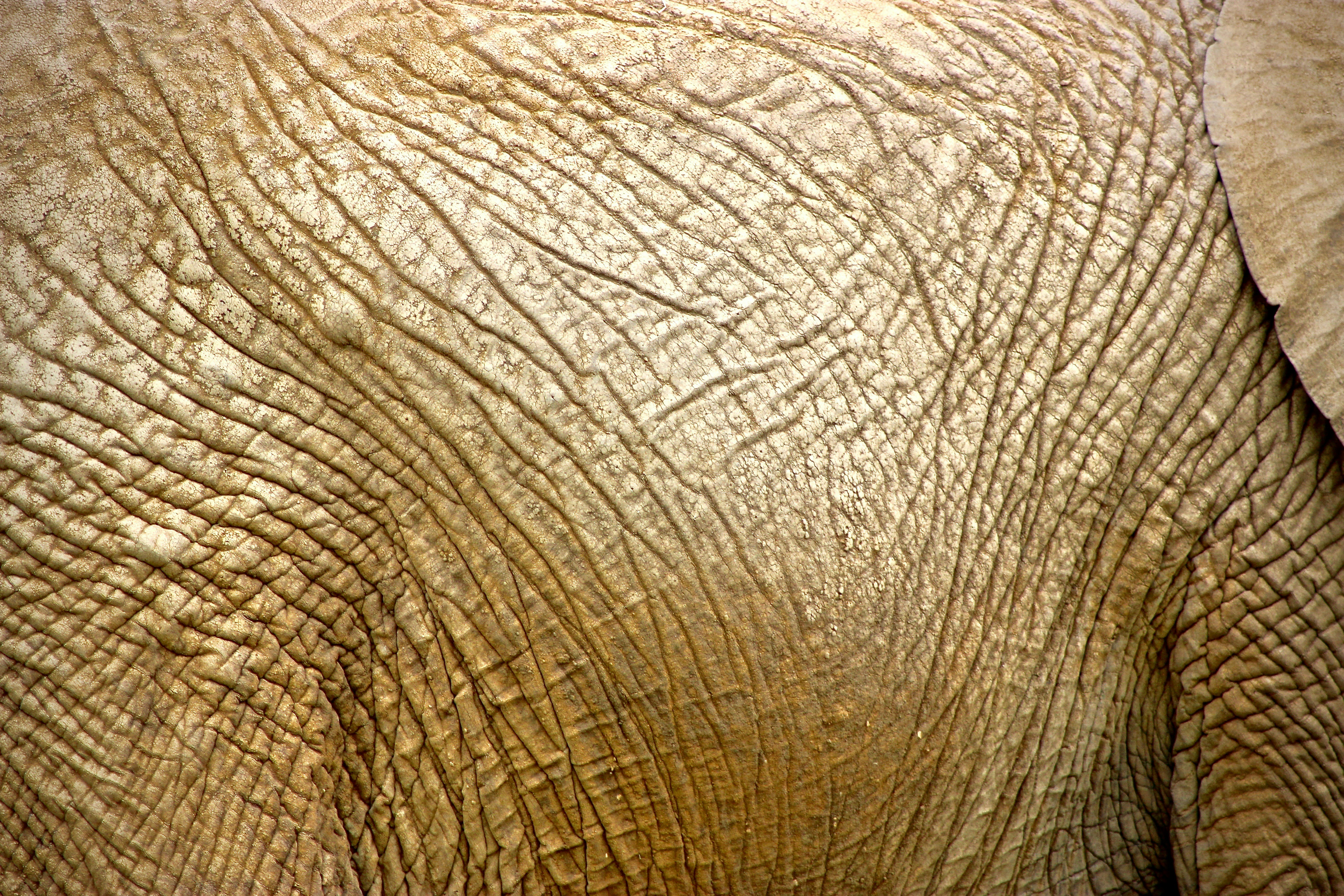 Brown elephant photo – Free Zoo de beauval Image on Unsplash