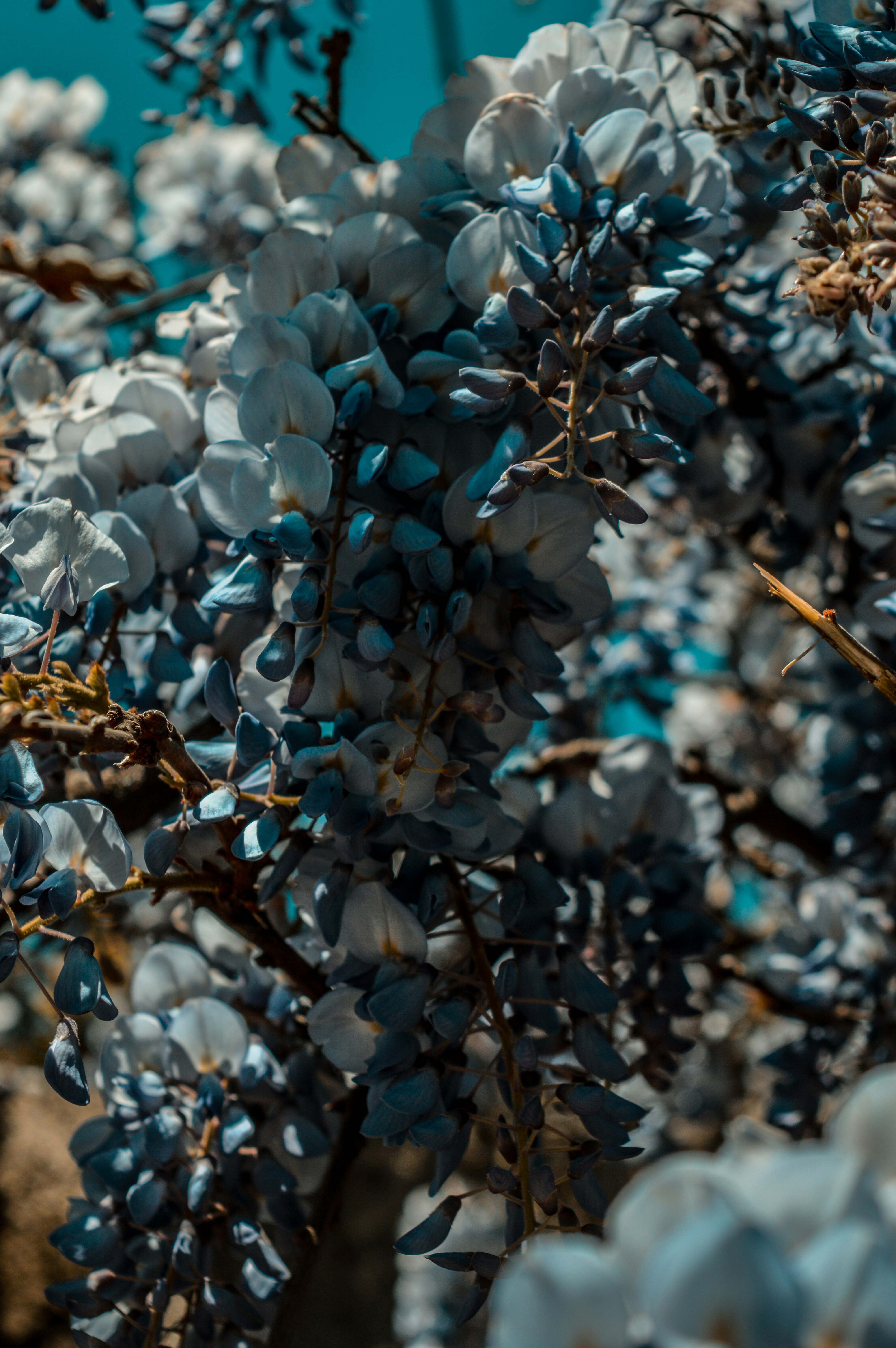 Azure Cascade: Close-Up of Dusky Blue Leaves on Twigs