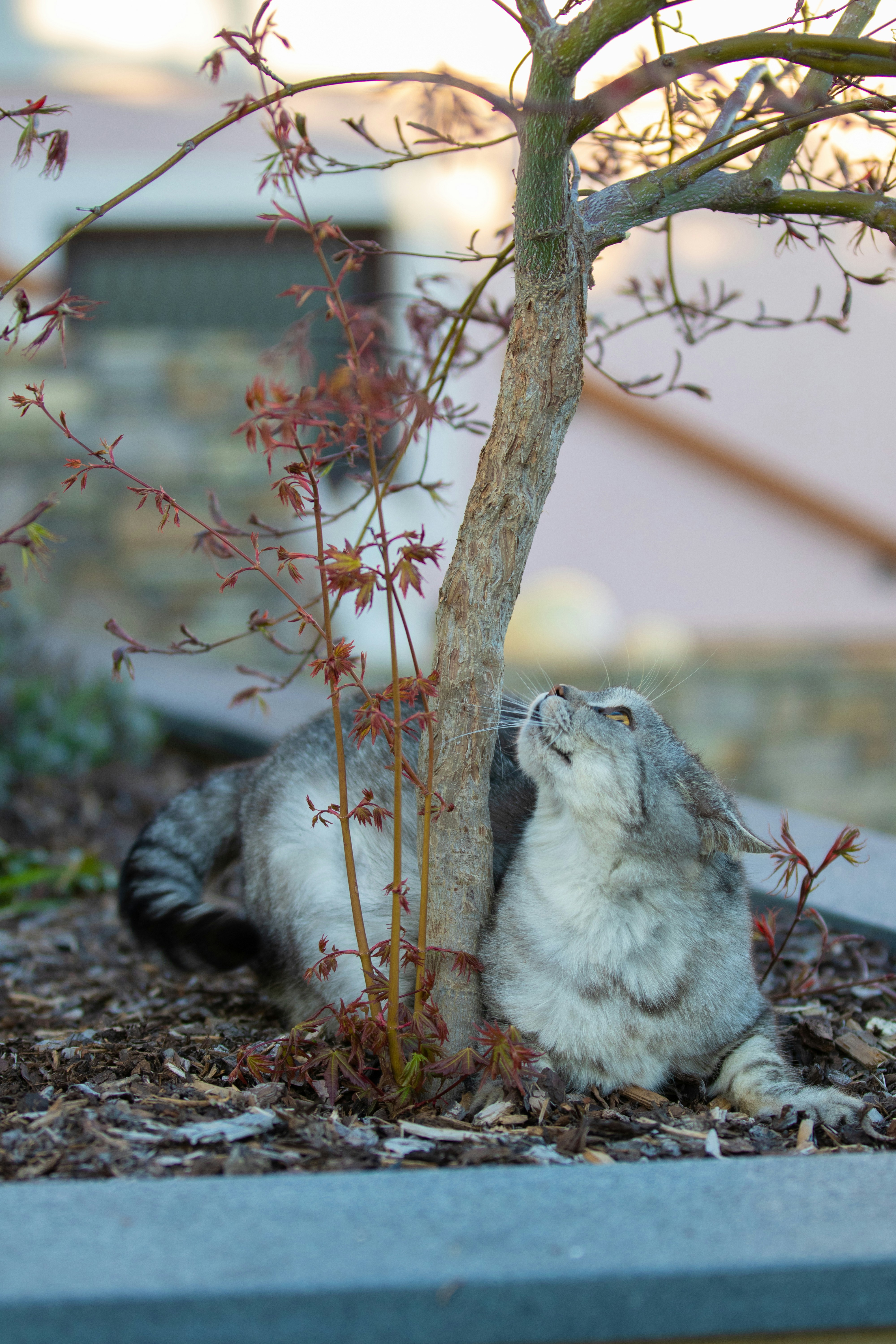 Whiskers Beneath a Tiny Maple Sapling