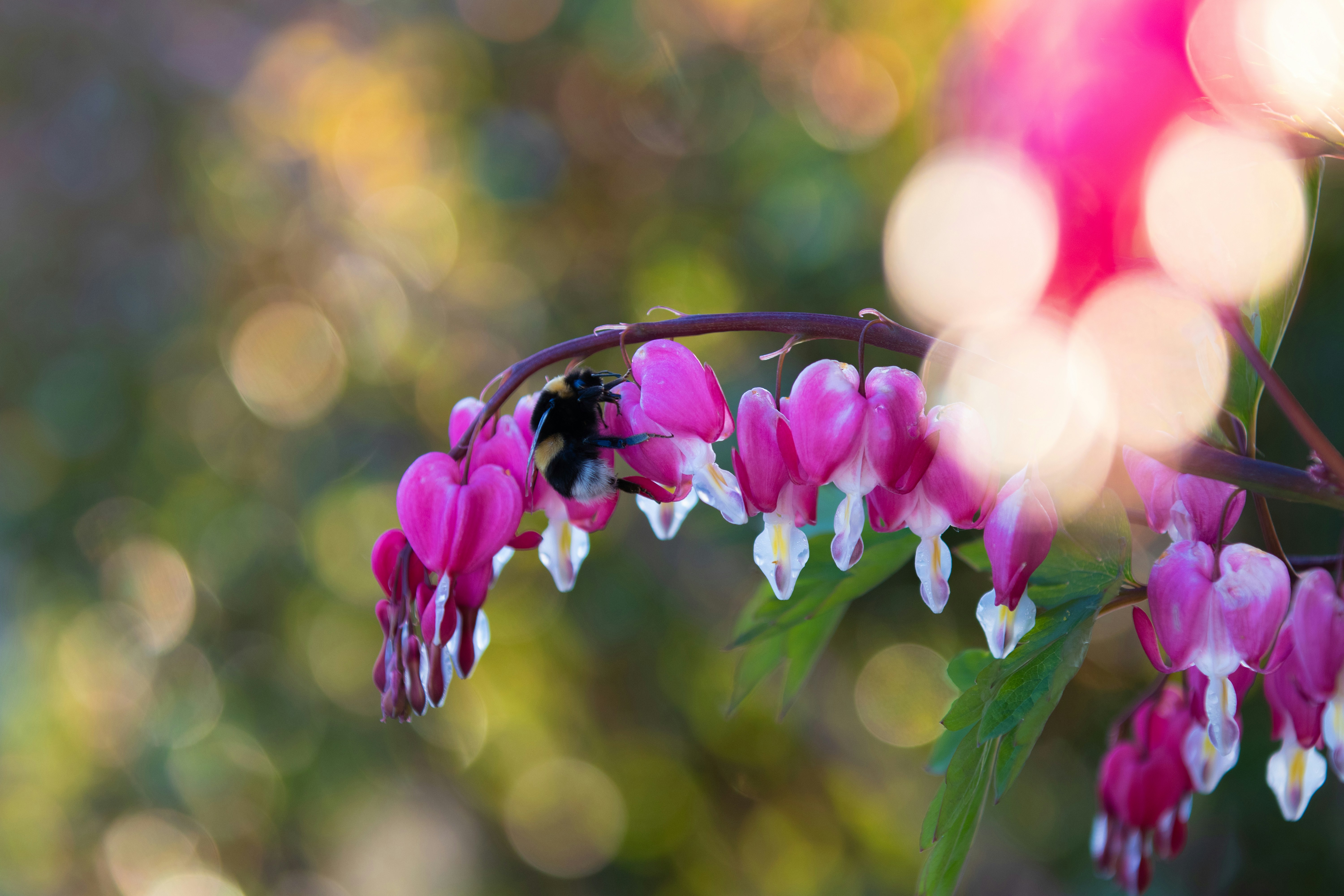 Bumblebee on Bleeding Heart: Delicate Pink Blooms in Quiet Morning Light