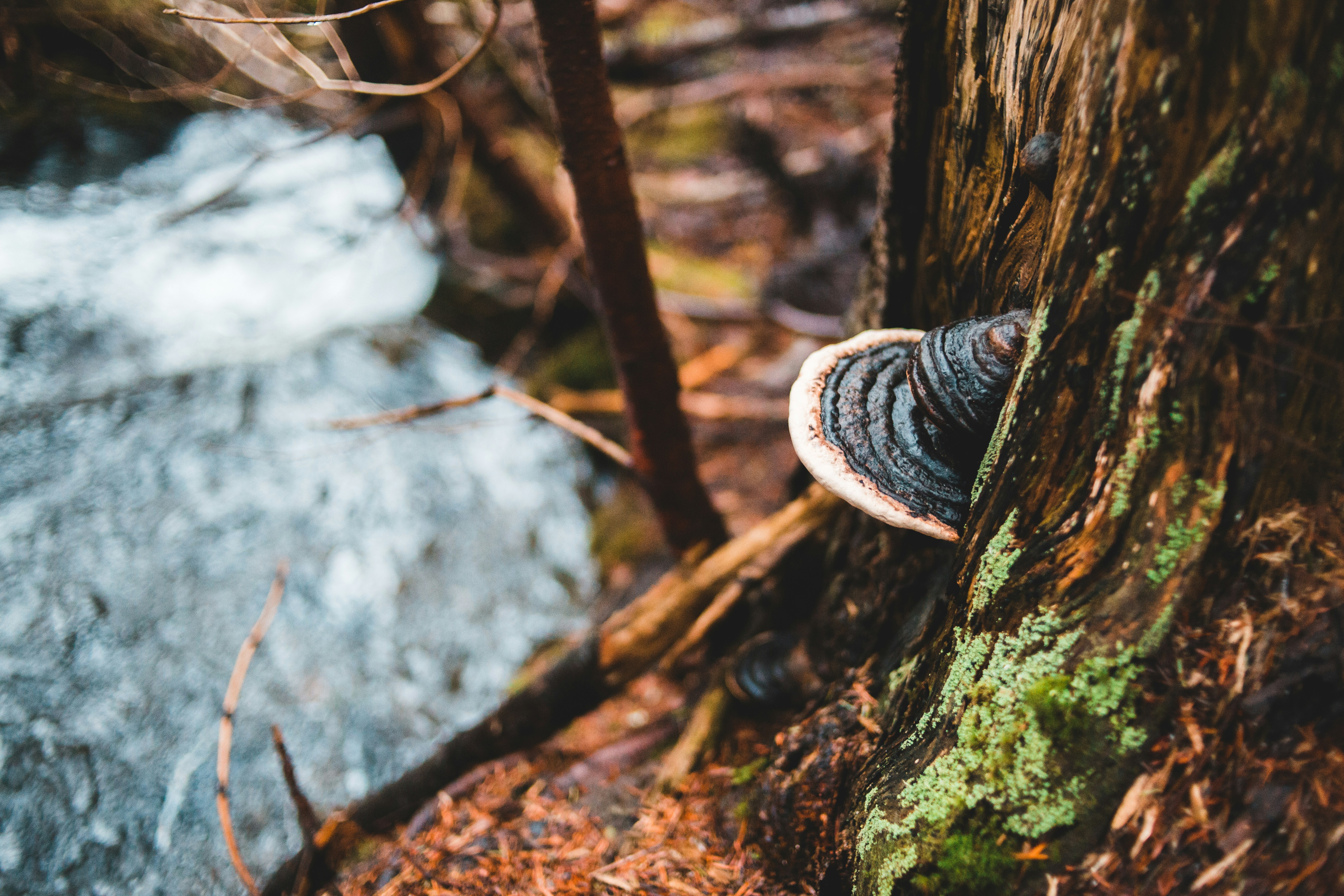 Foto Un hongo que crece en un árbol junto a un río – Imagen Animal ...