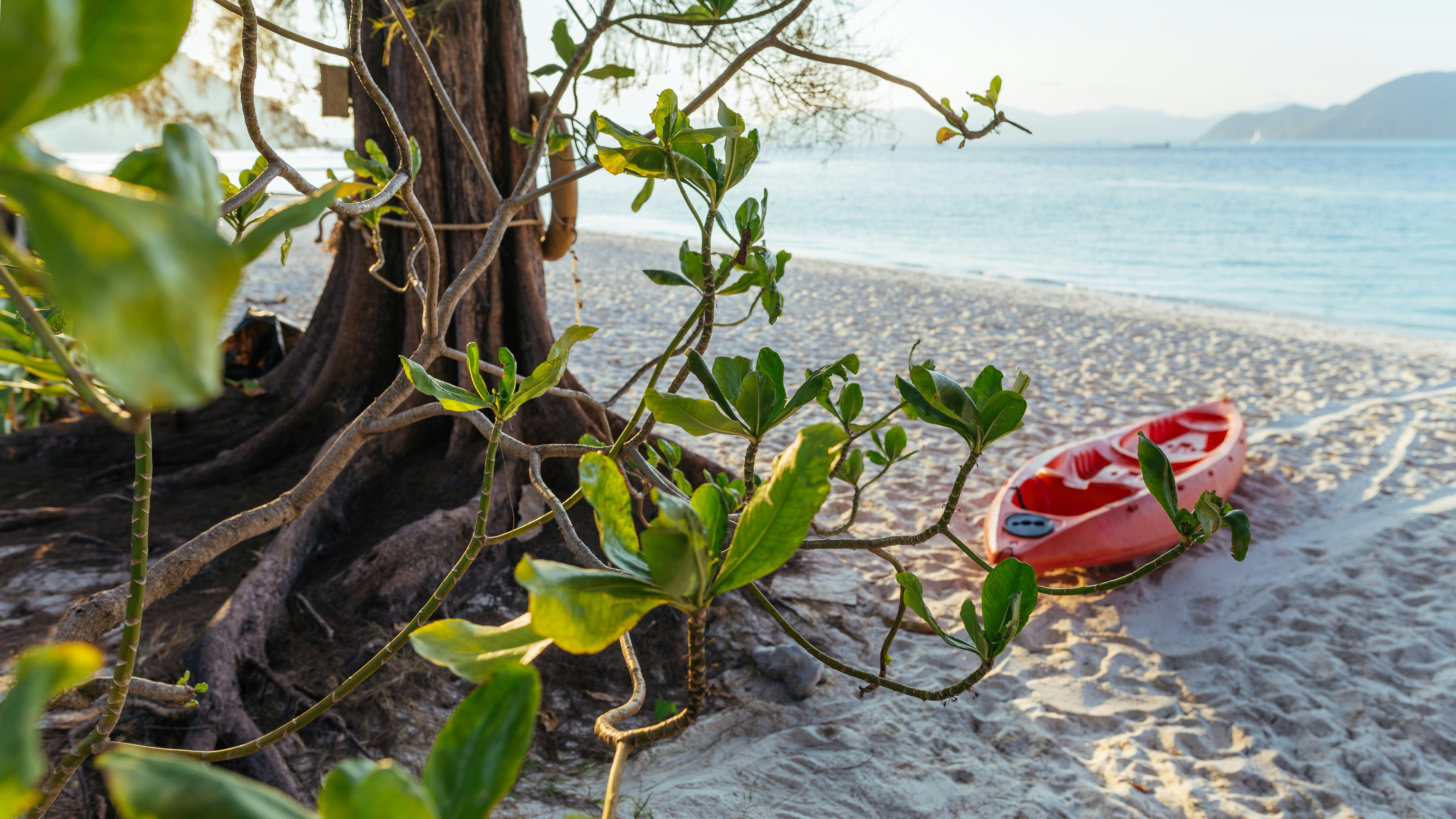 Rooted in the Shore: A Coral-kissed Kayak Meanders the Quiet Beach
