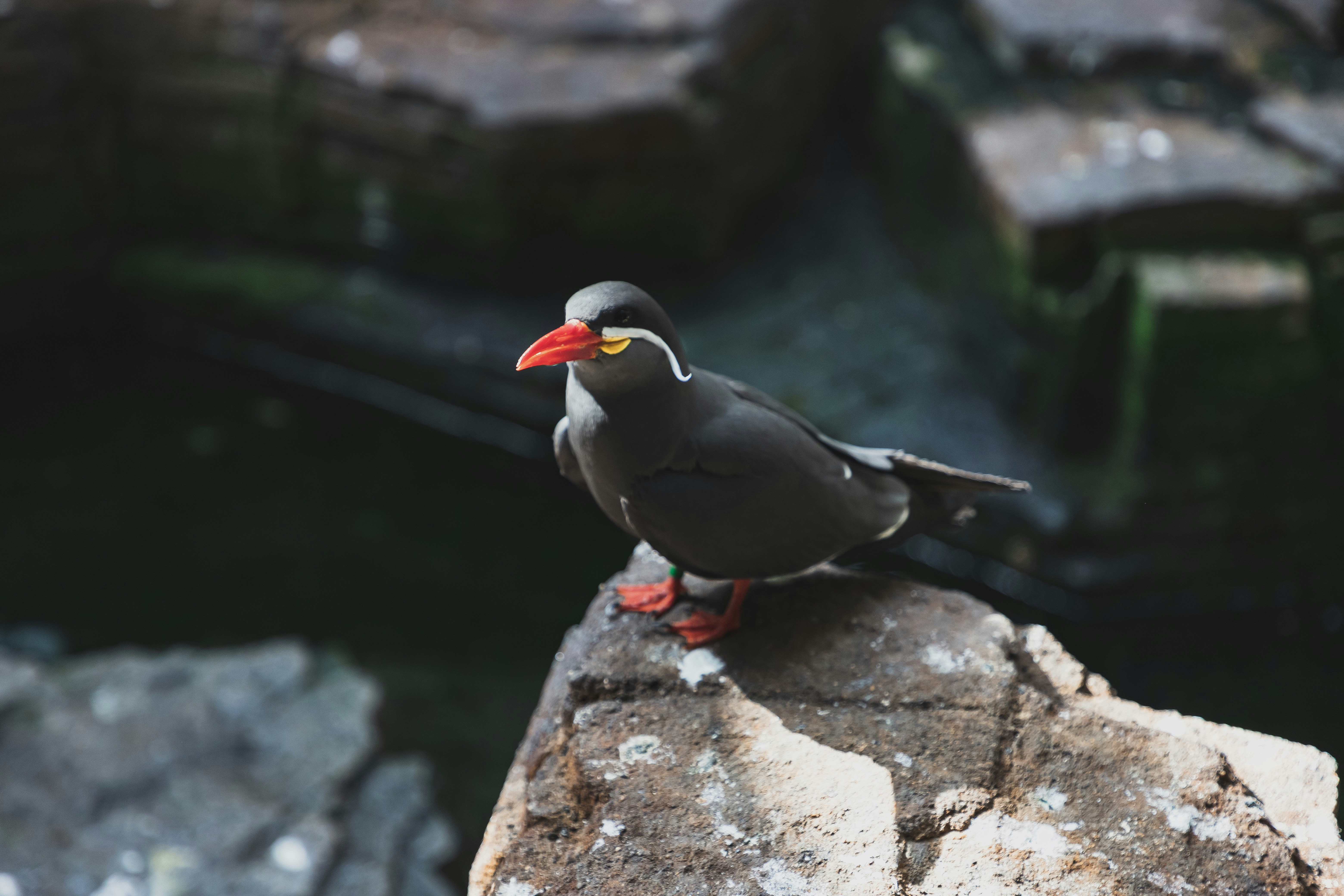 Crimson Beak on a Weathered Rock: Perch by Quiet Waters