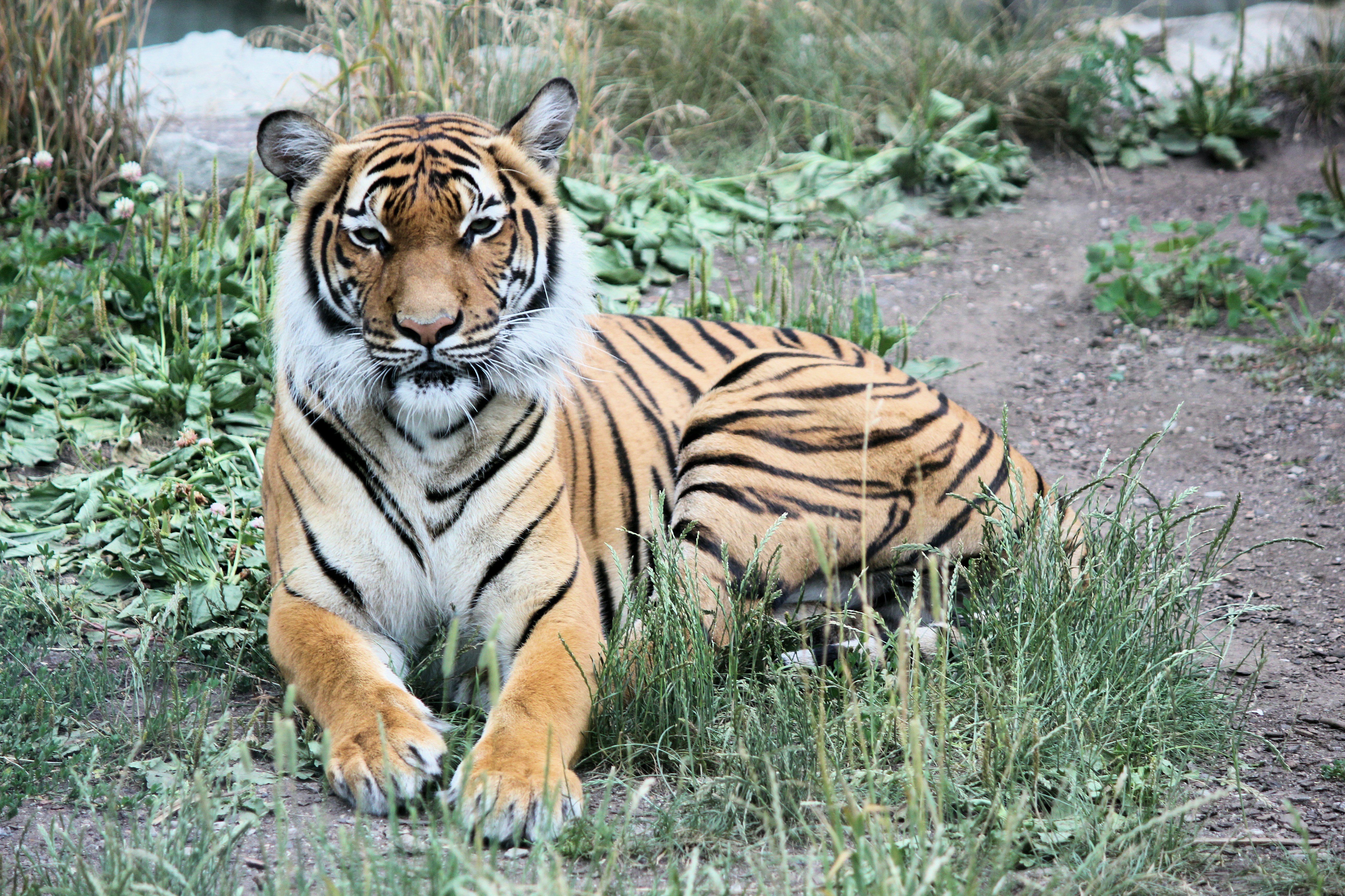 Bengal tiger reclining on green grass photo – Free Cat Image on Unsplash