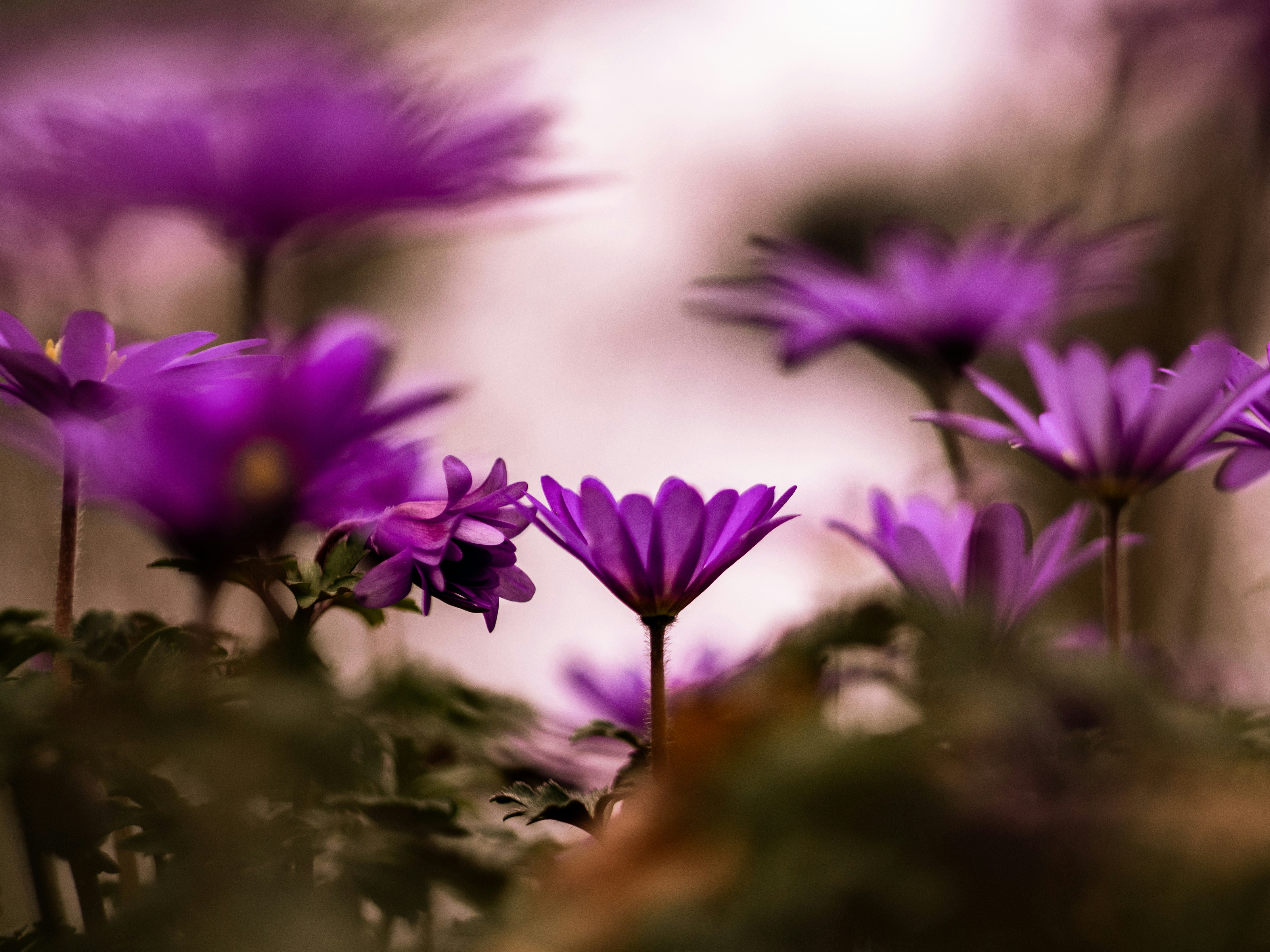 Selective focus photography of purple flowers photo – Free Purple Image ...