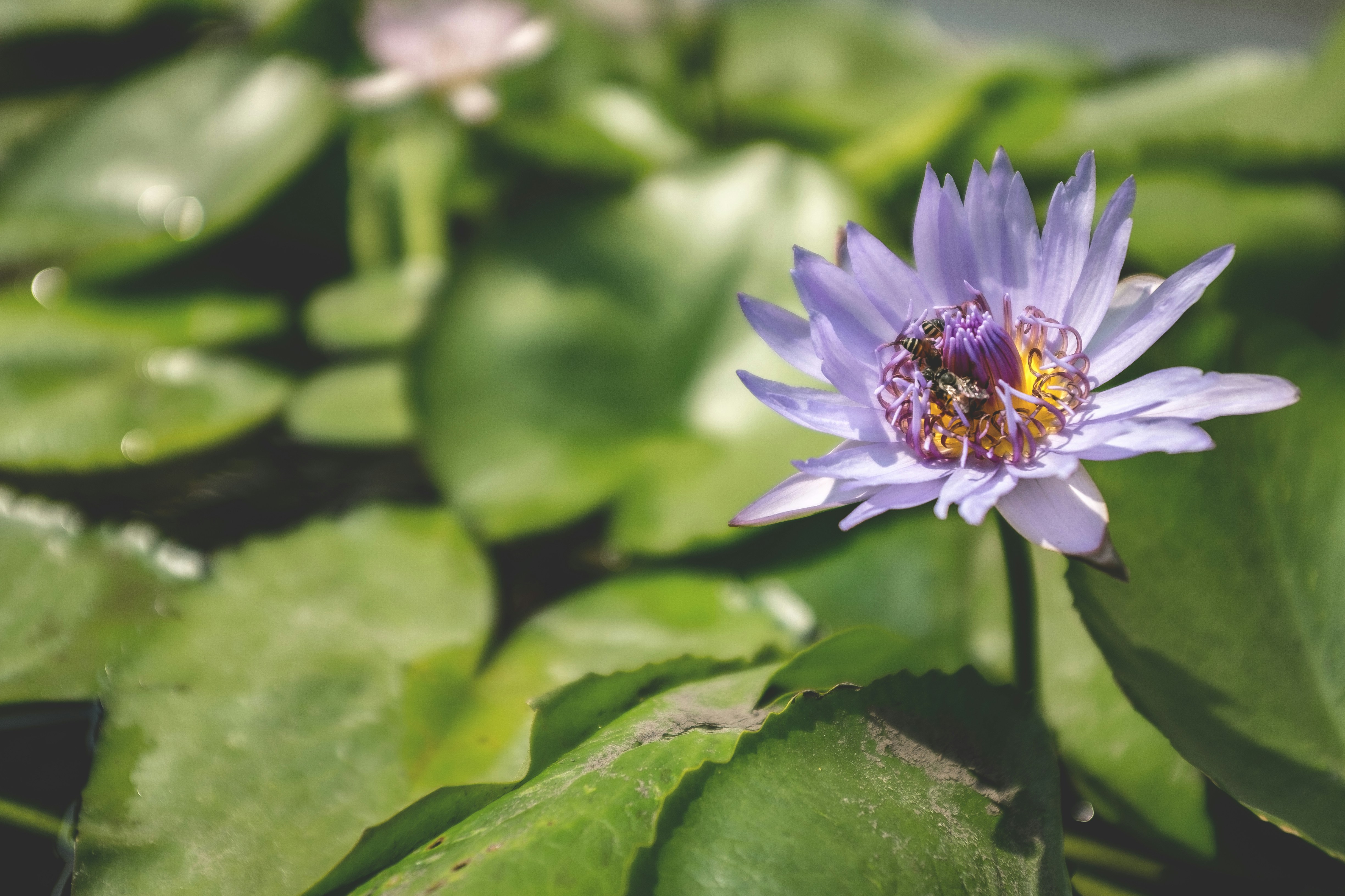 Lilac Bloom Amid Green Whispers