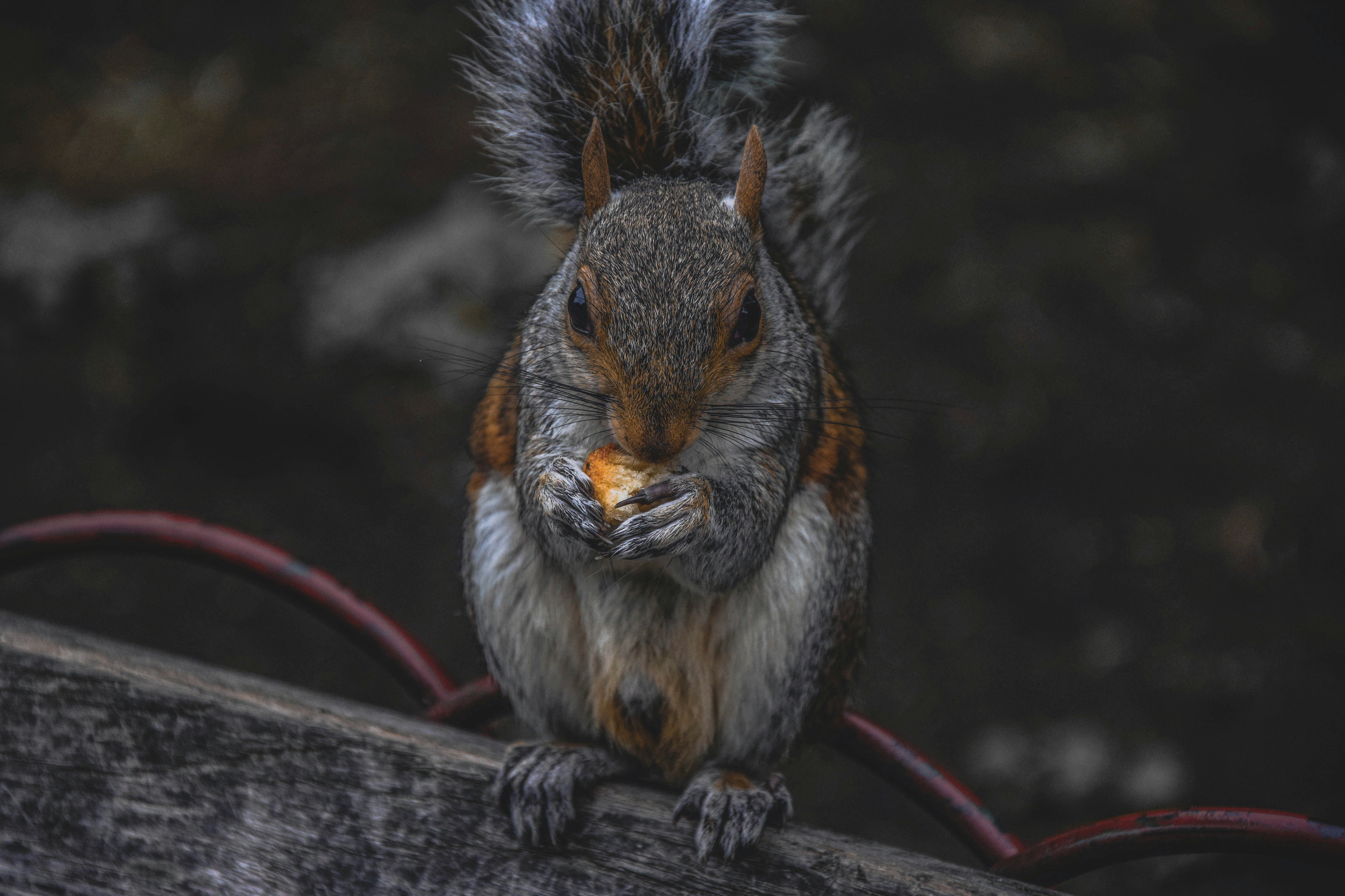 Nutcracker Moment: A Squirrel's Quiet Snack Break