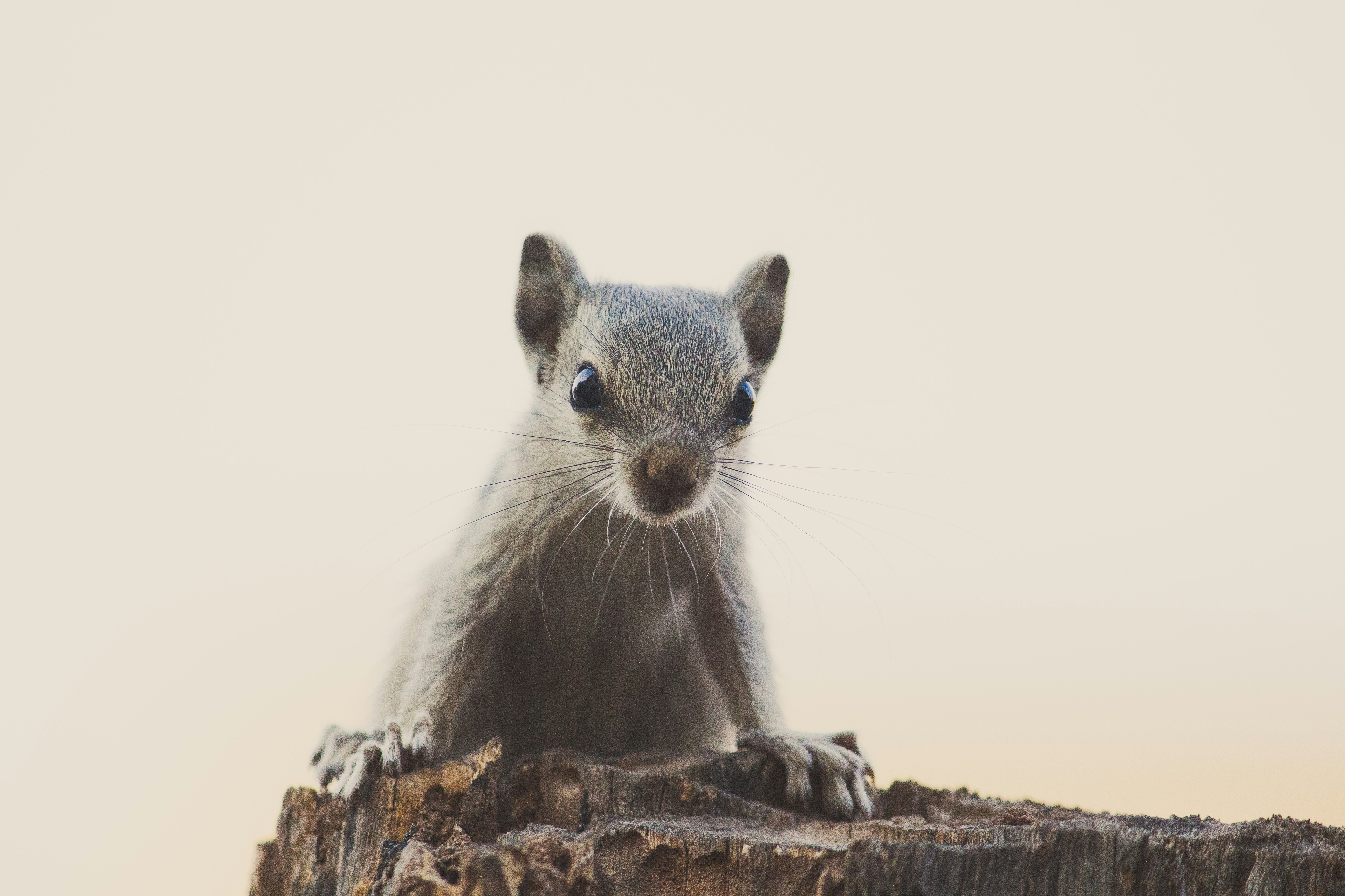 Close-up photo of gray rodent photo – Free India Image on Unsplash