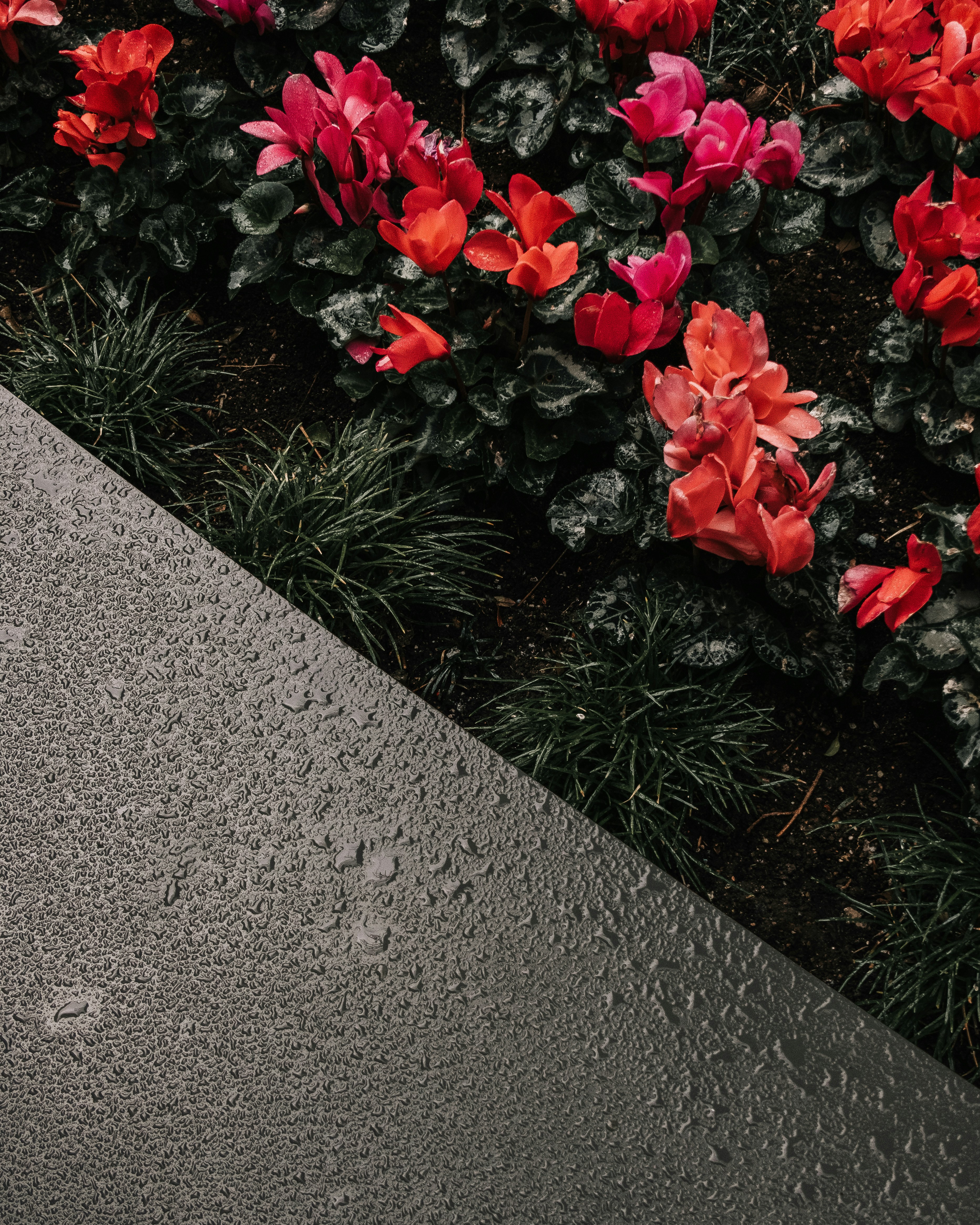 Scarlet Cyclamen Along a Rain-Dappled Diagonal Concrete Border