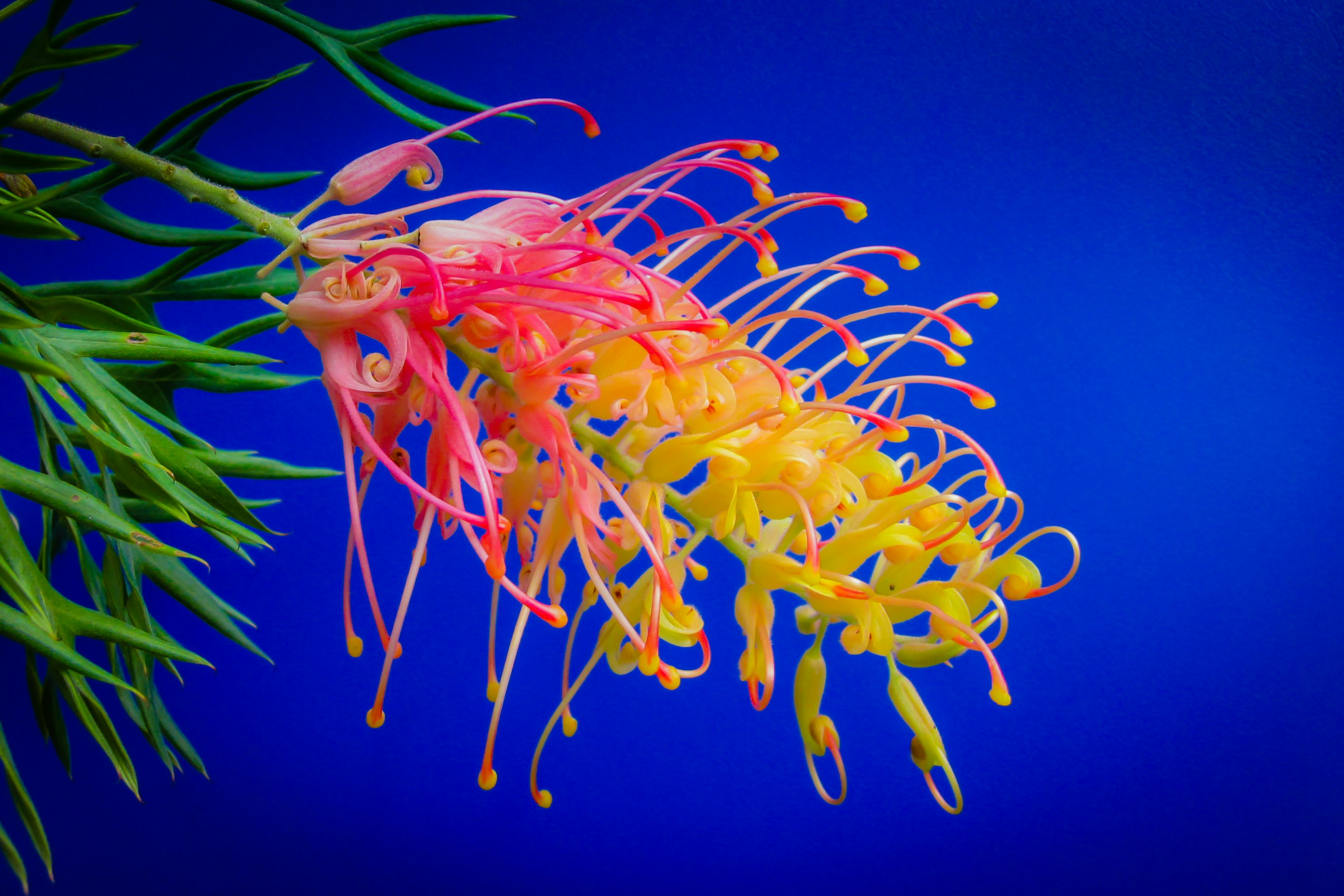Colorful Grevillea flower against a deep blue background, showcasing intricate petal structures and vibrant hues.