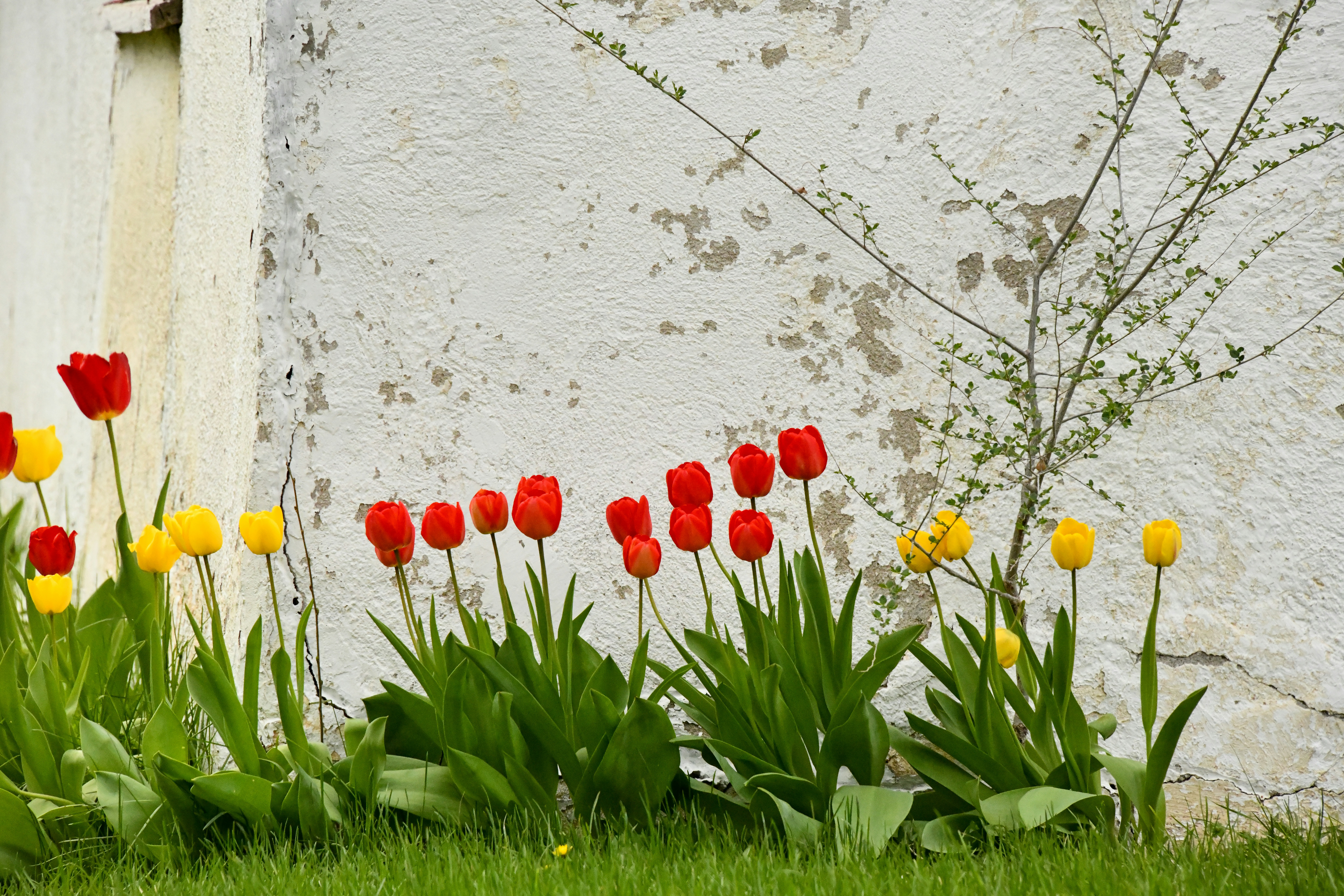 Tulip Parade: Red and Yellow Blooms Along a Weathered Wall