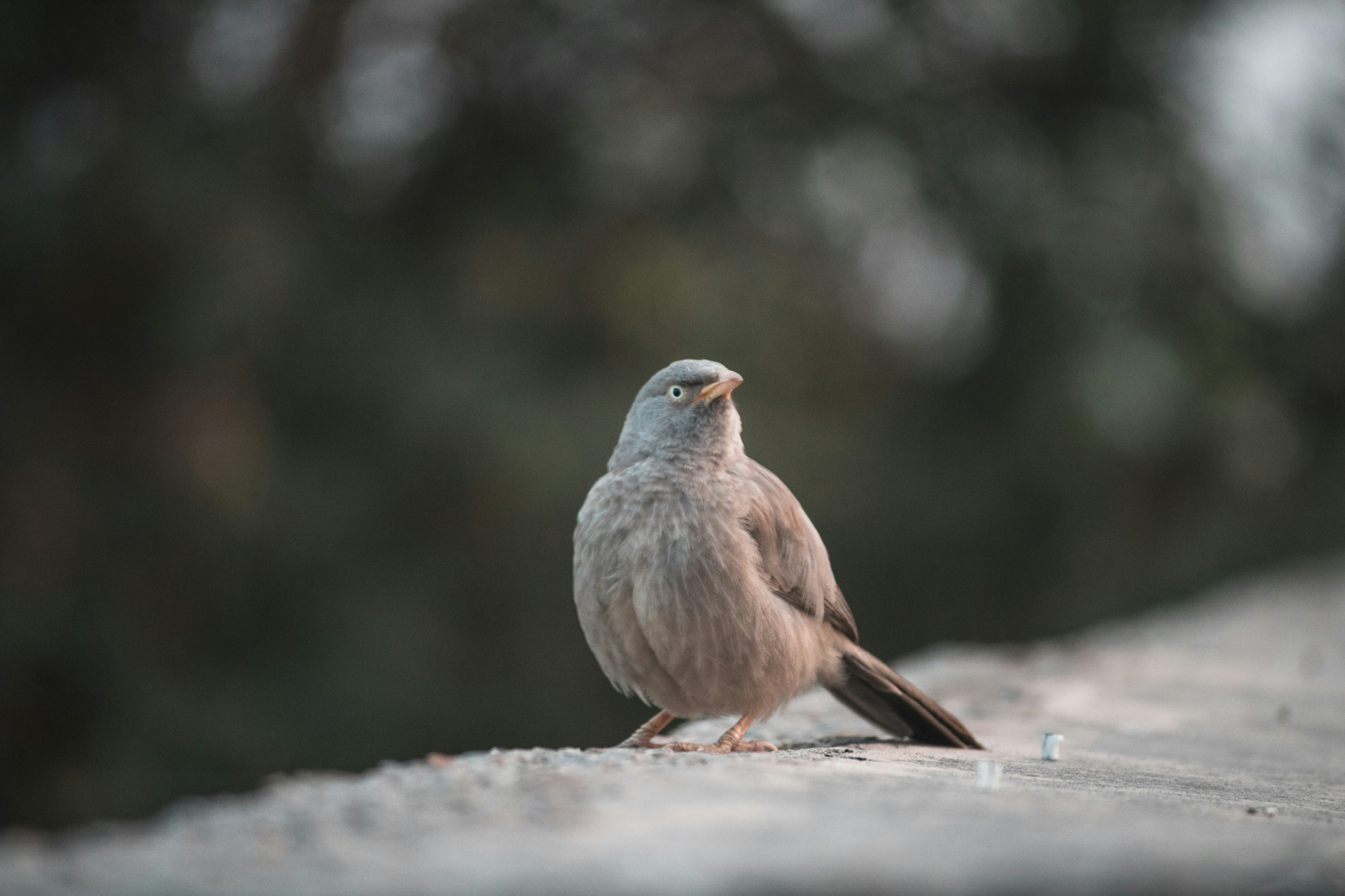 Solitary Blue-Gray Dove on a Sunlit Ledge