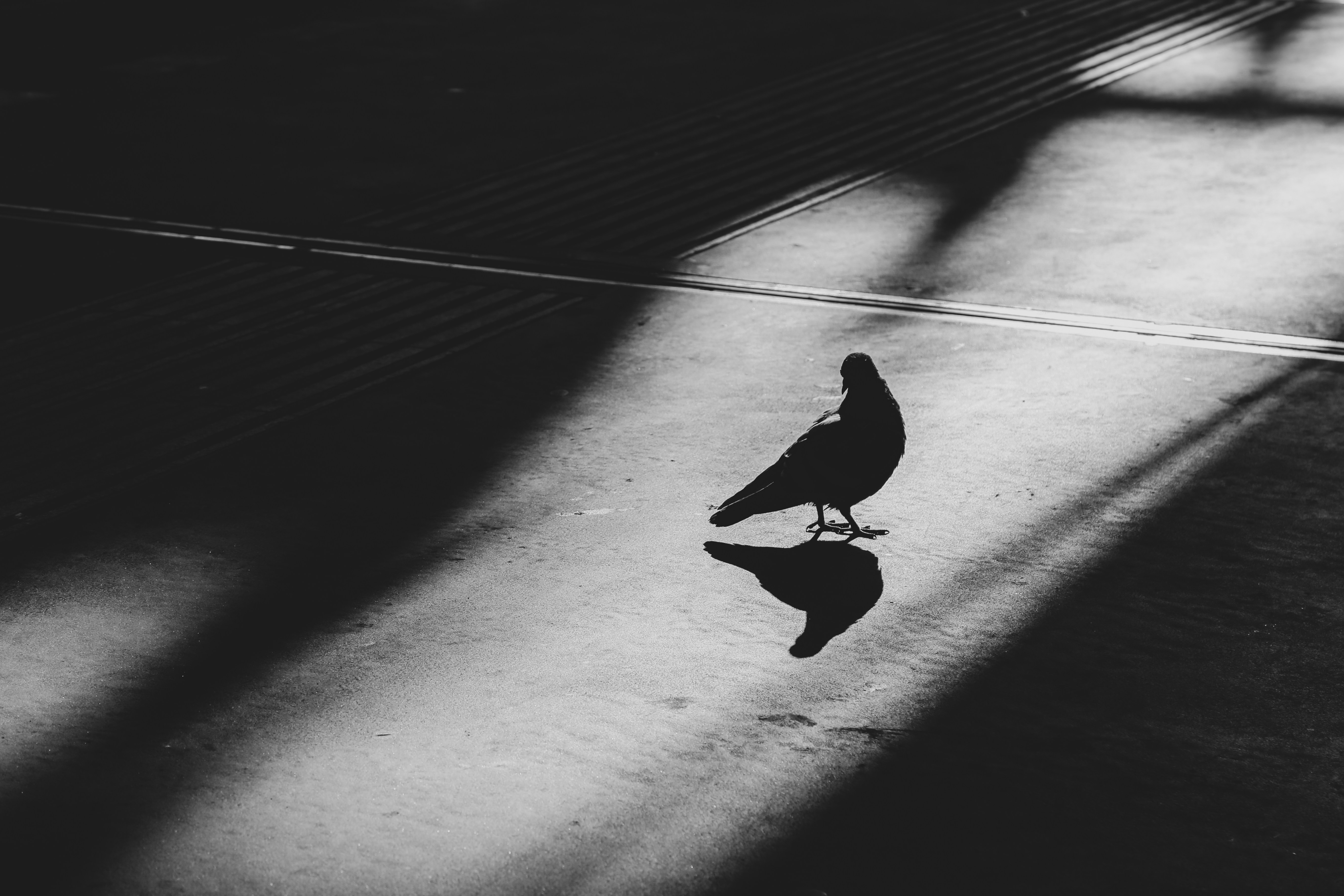 Crossing Light: A Lone Pigeon on a Sunlit Concrete