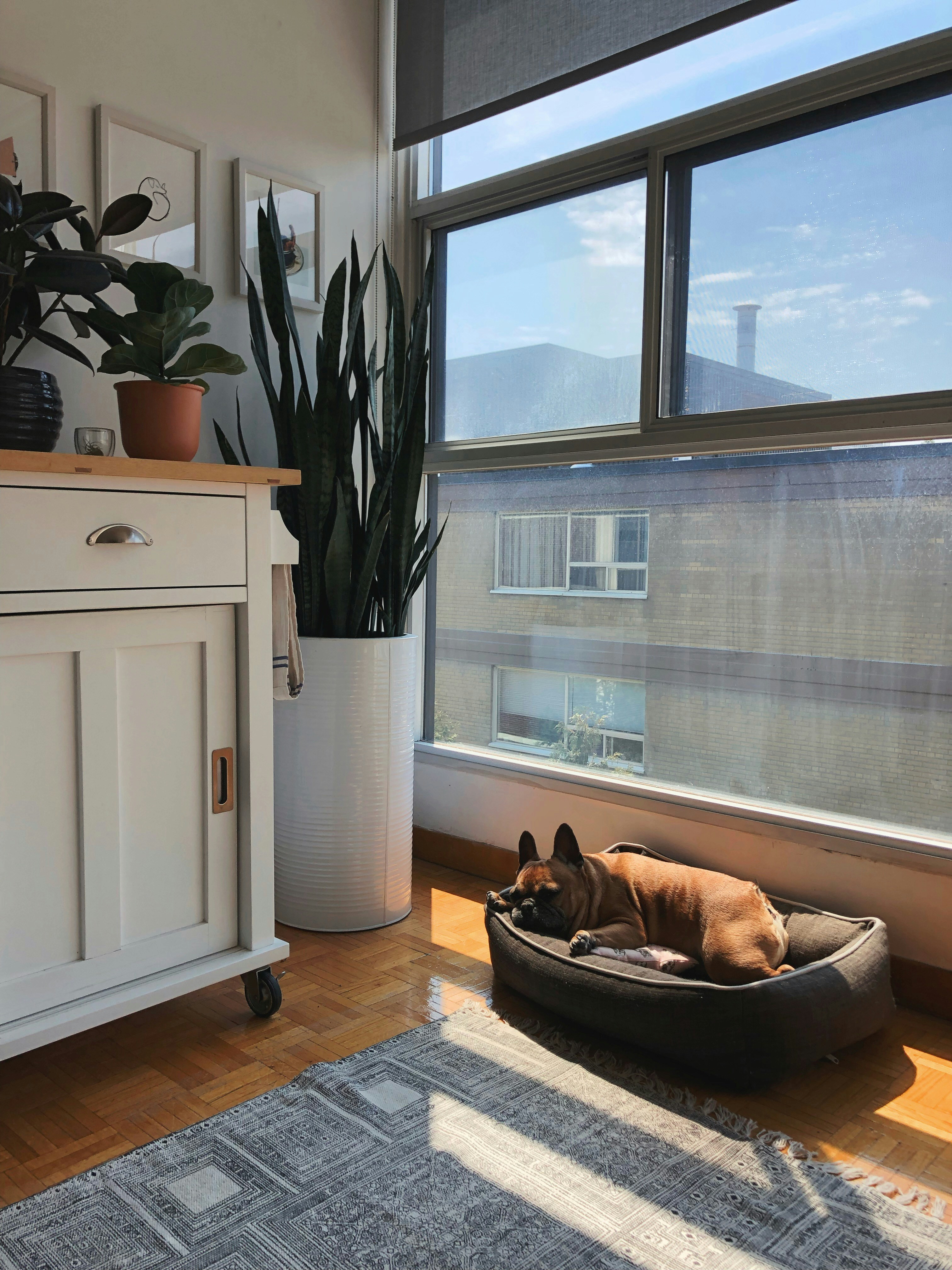 A relaxed dog resting in a plush bed, surrounded by indoor plants and natural light streaming through large windows.